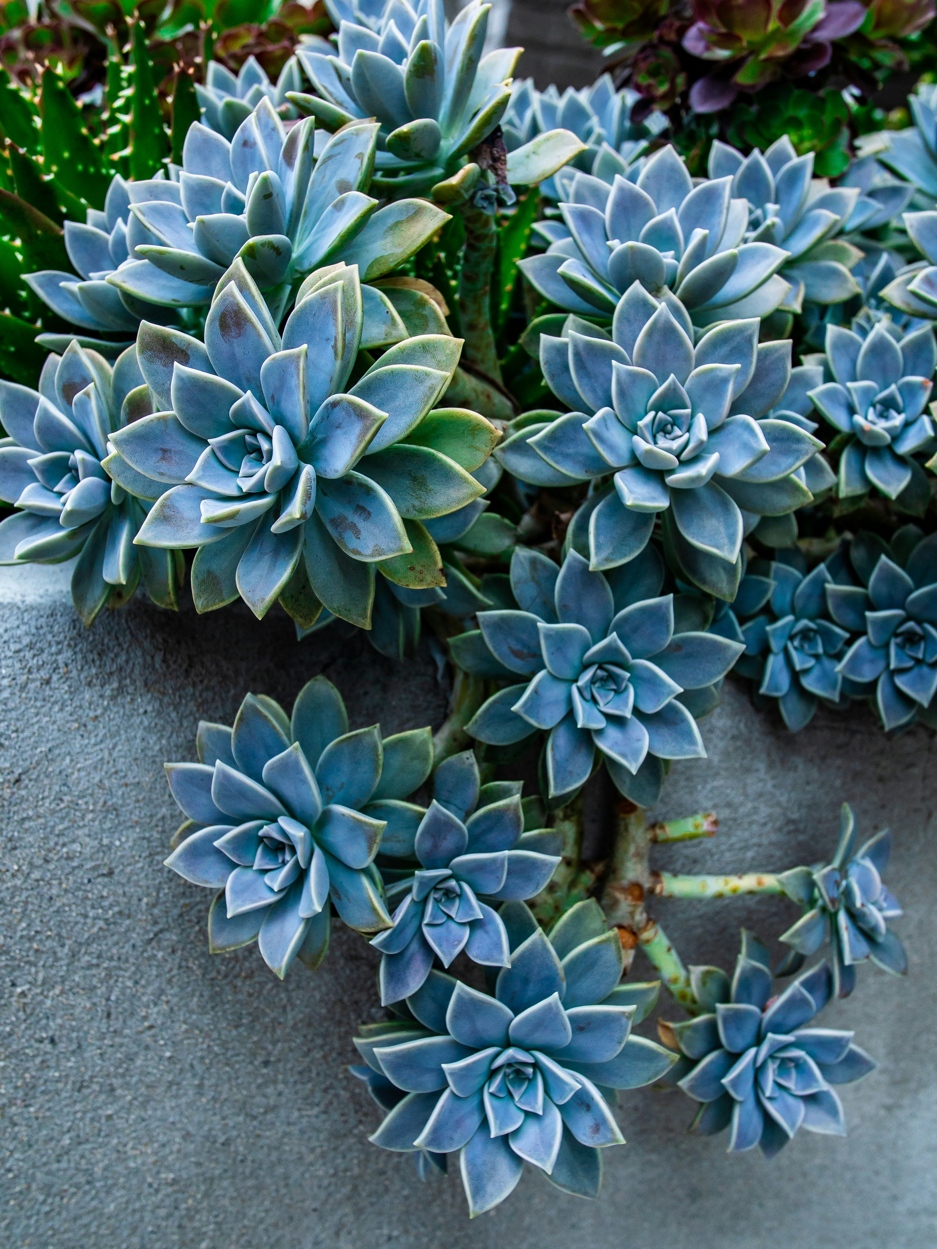 'Mother of Pearl' succulent, also known as 'Ghost Plant'.
