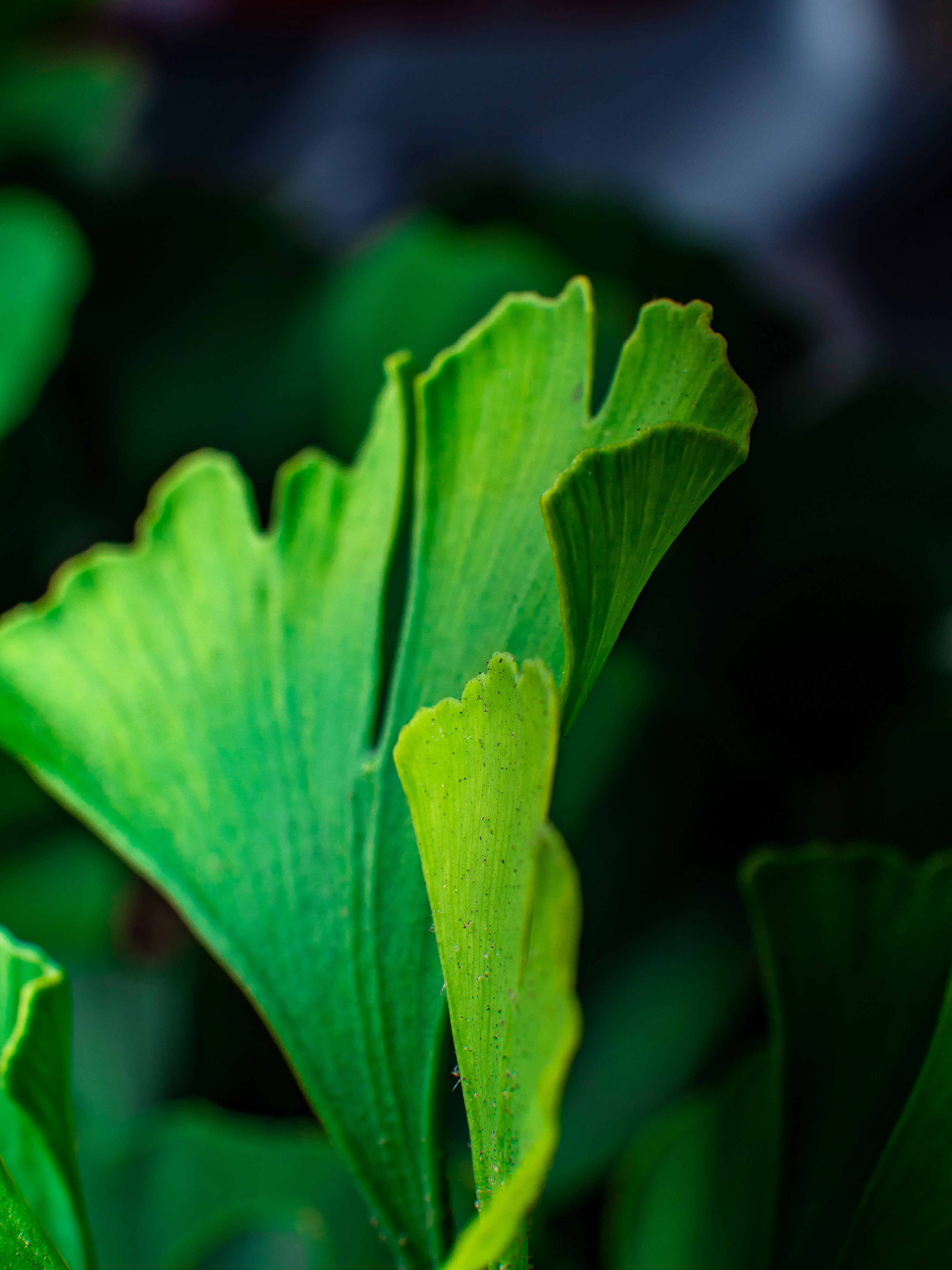 Verdant Curves: Close-Up of Fern-like Green Foliage