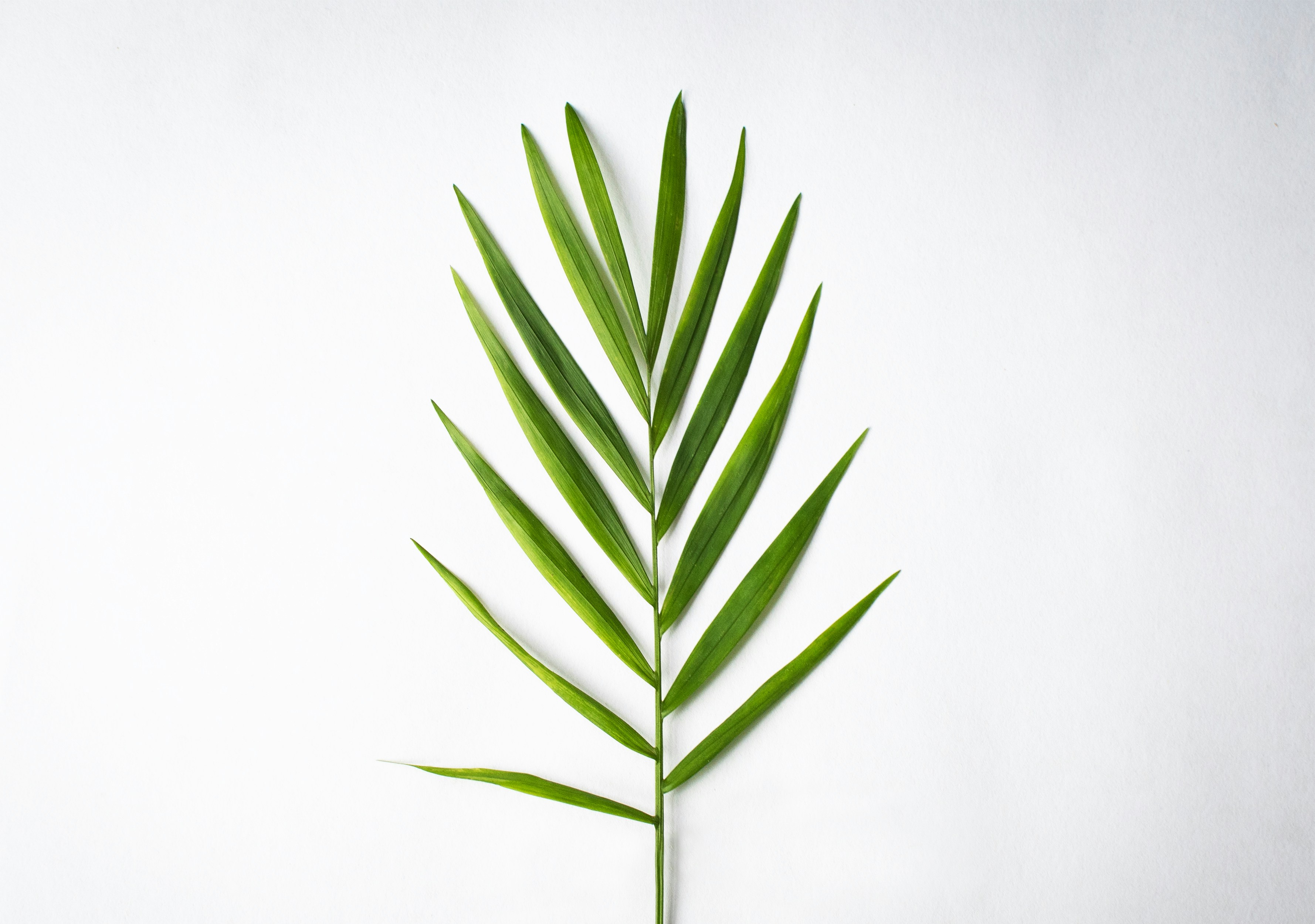 500+ Palm Leaf Pictures [HD] | Download Free Images on Unsplash