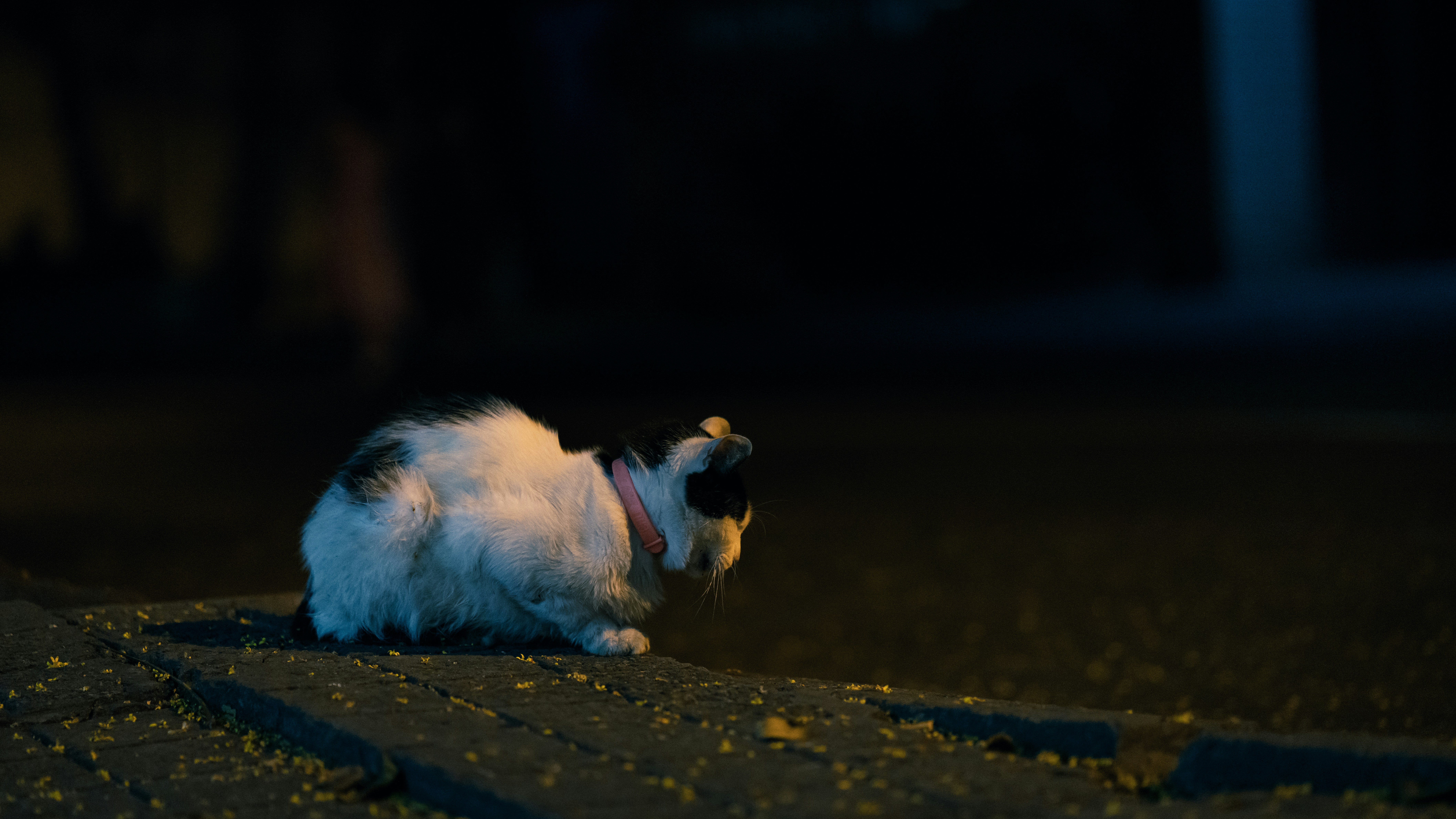 Low-Light Alley Stroll: A Nighttime Cat in Quiet Focus