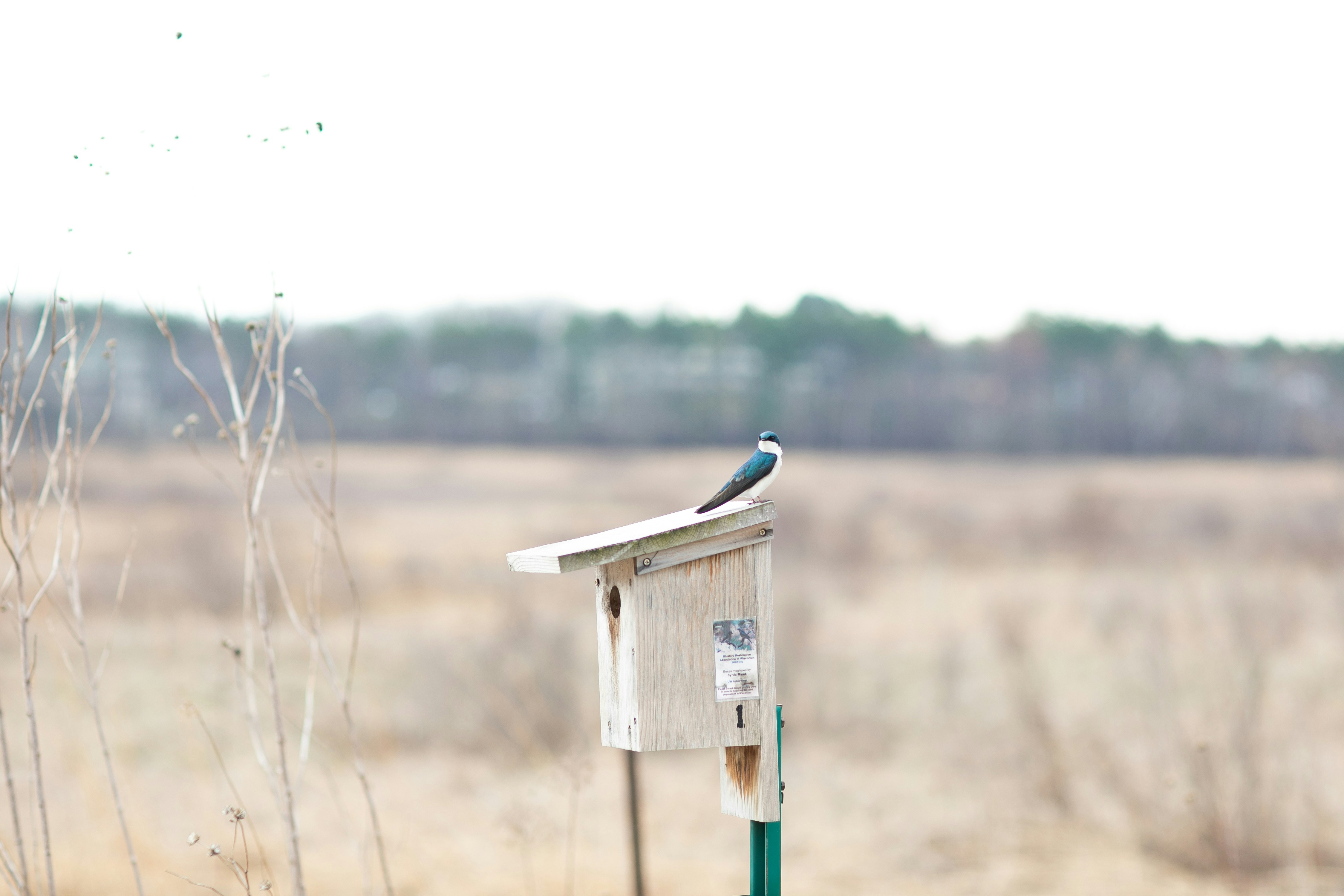 brown wooden bird house on brown field during daytime