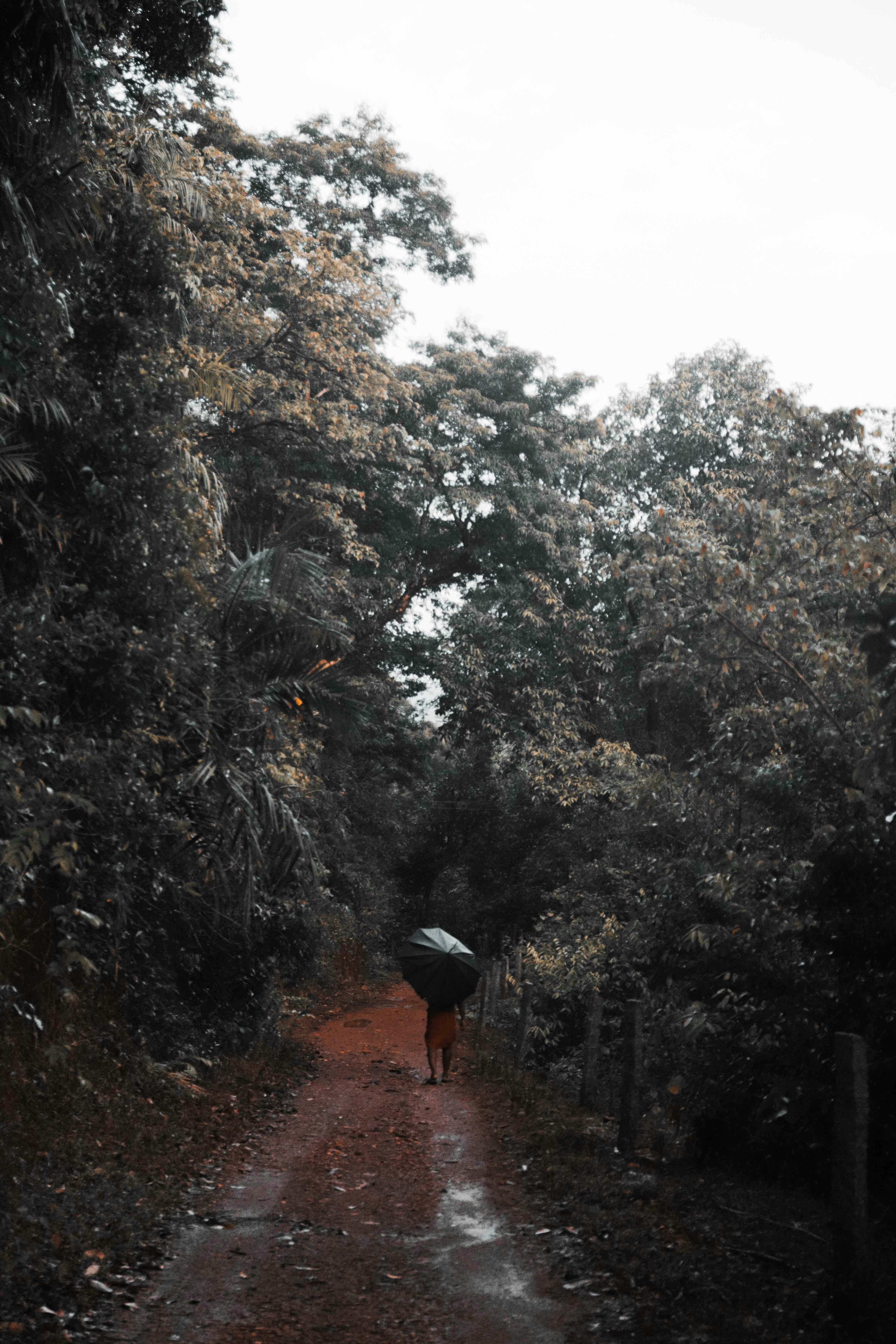 Lone Umbrella Trek on a Rain-Washed Forest Path