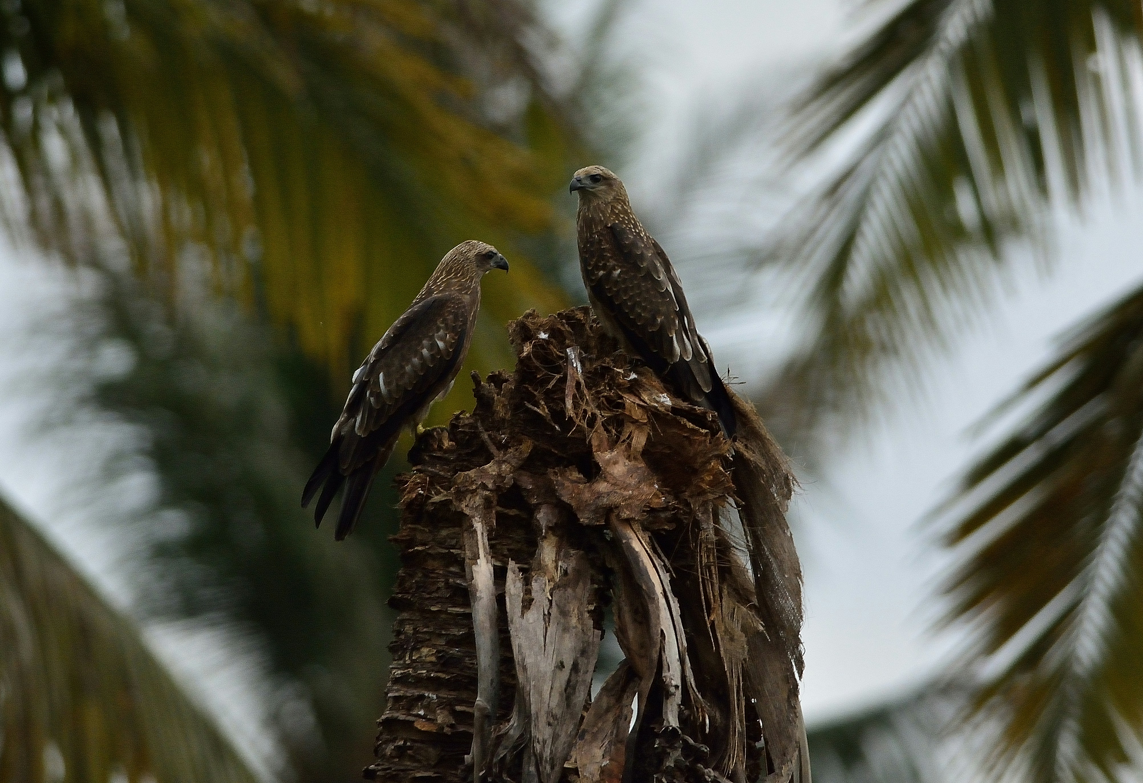 Family of Kite