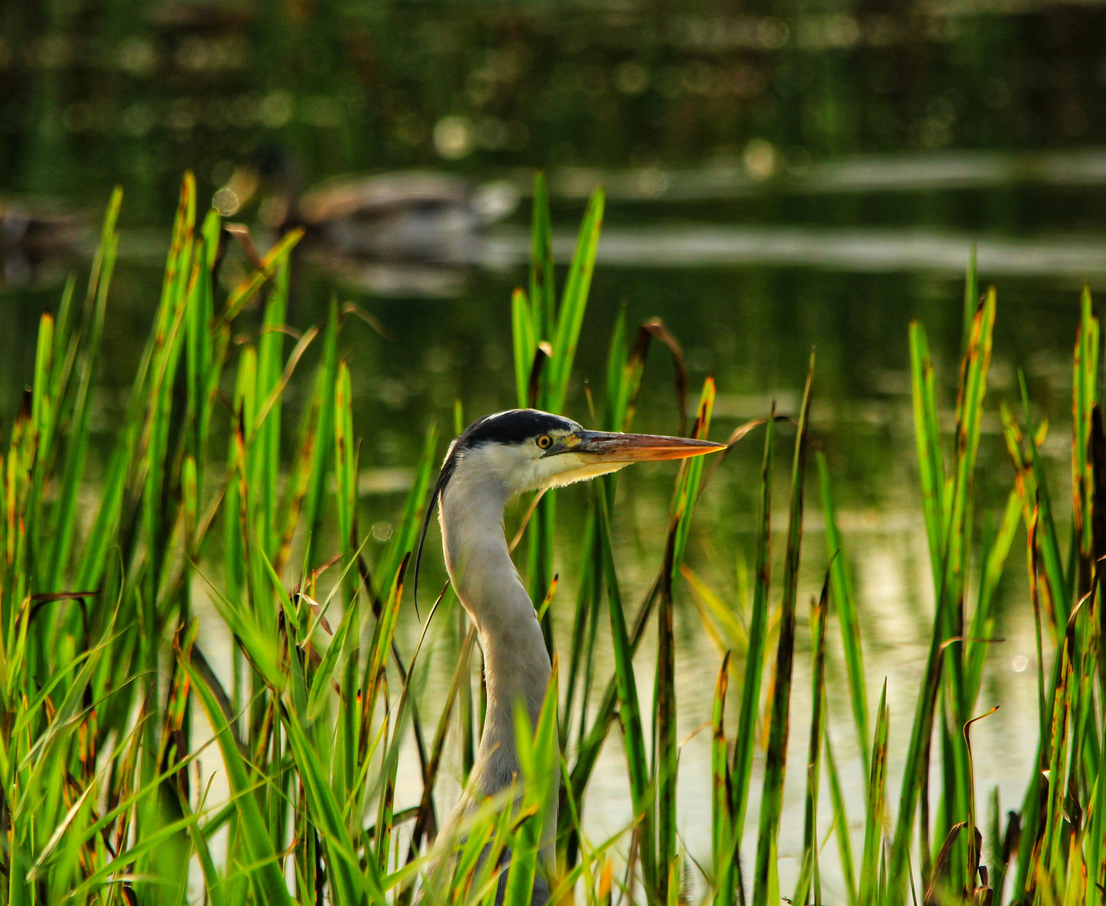 Heron peering through tall green reeds by a tranquil water surface.