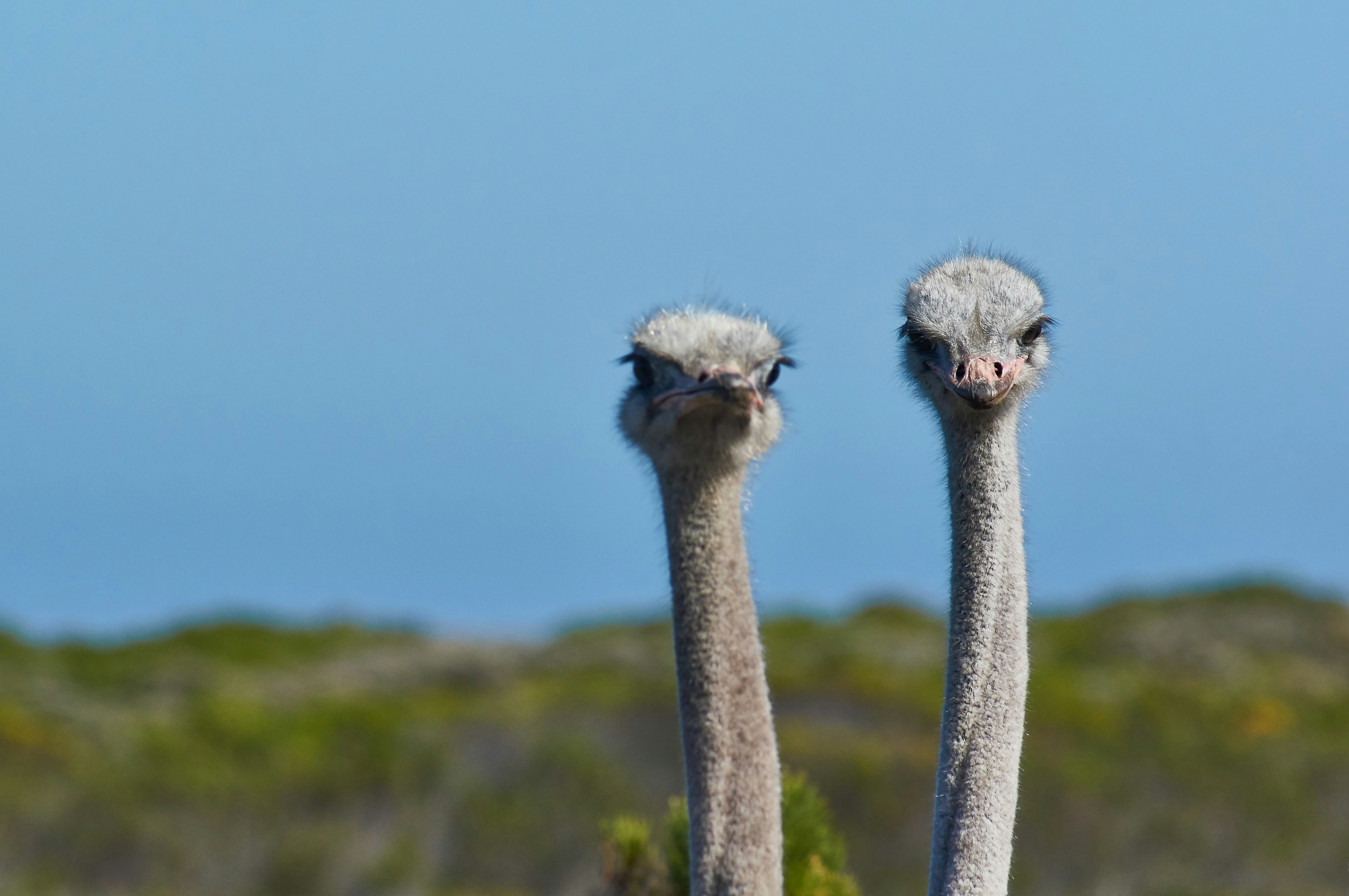 Grey ostrich on green grass field during daytime photo – Free Animal ...