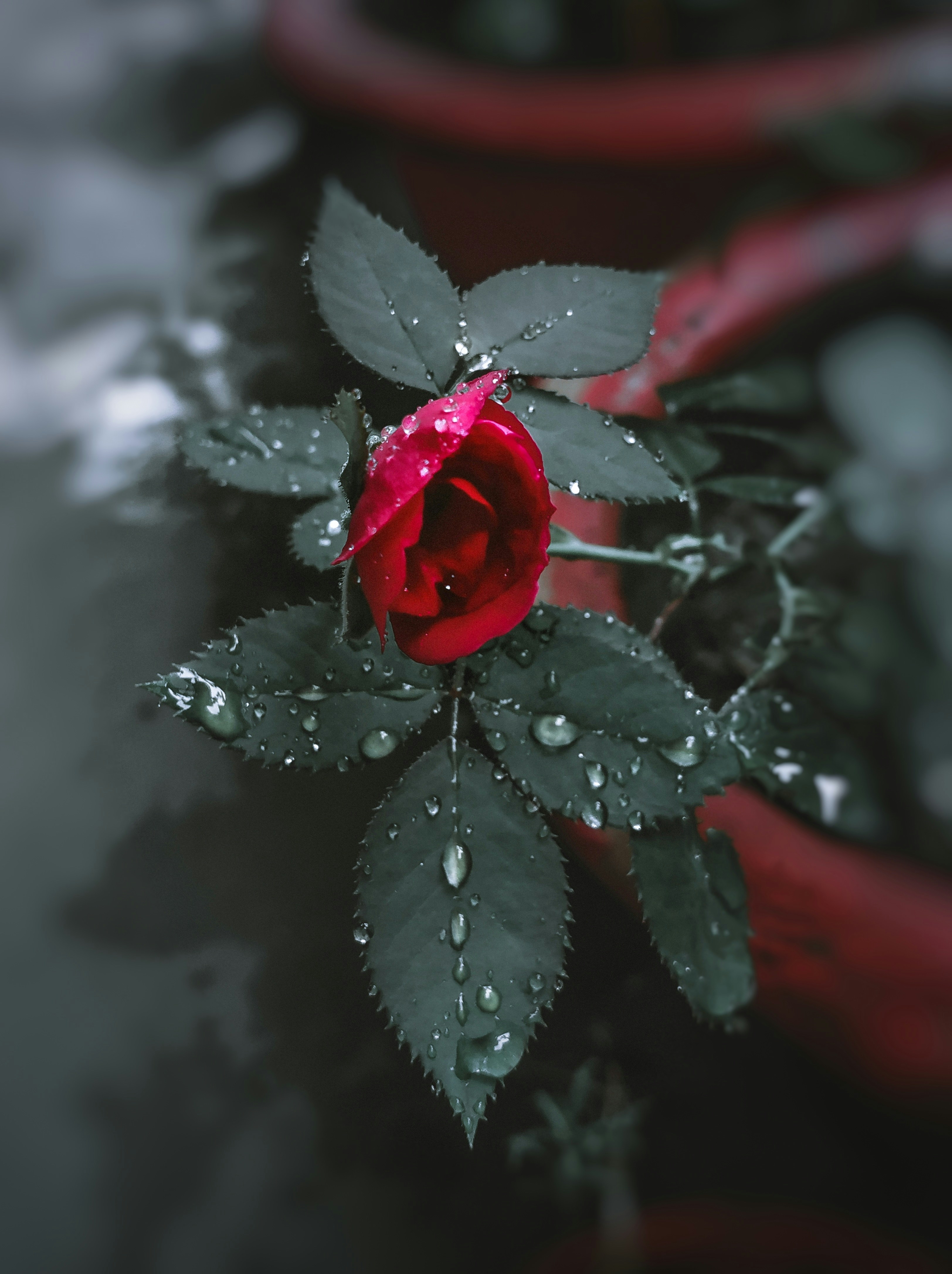 Close-up of a red rosebud with beads of dew on dark green leaves. The shallow depth of field keeps the blossom sharp while the background remains softly blurred.