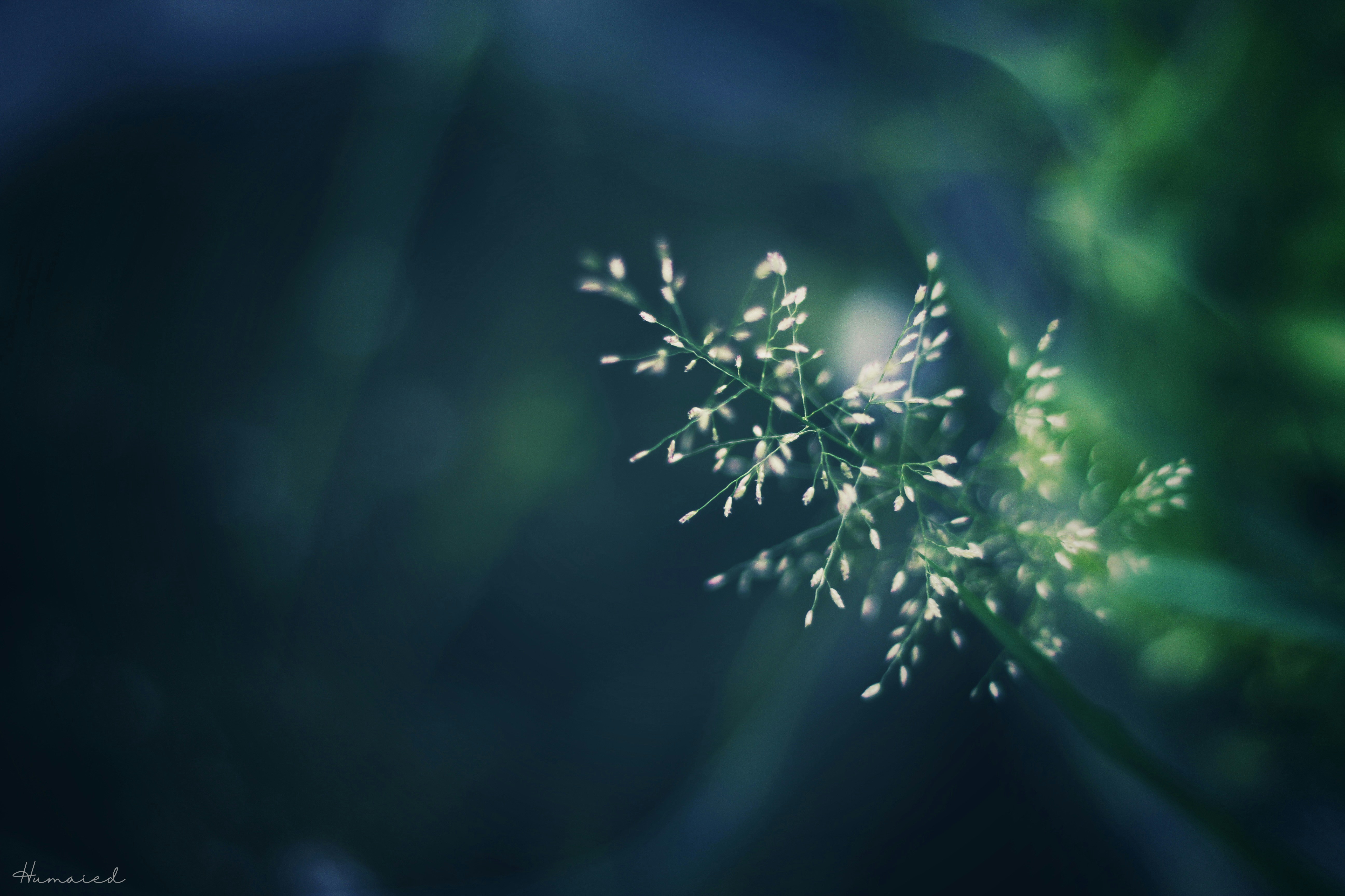 Isolated Seed Head Reaches for Light in a Velvet Blue Garden