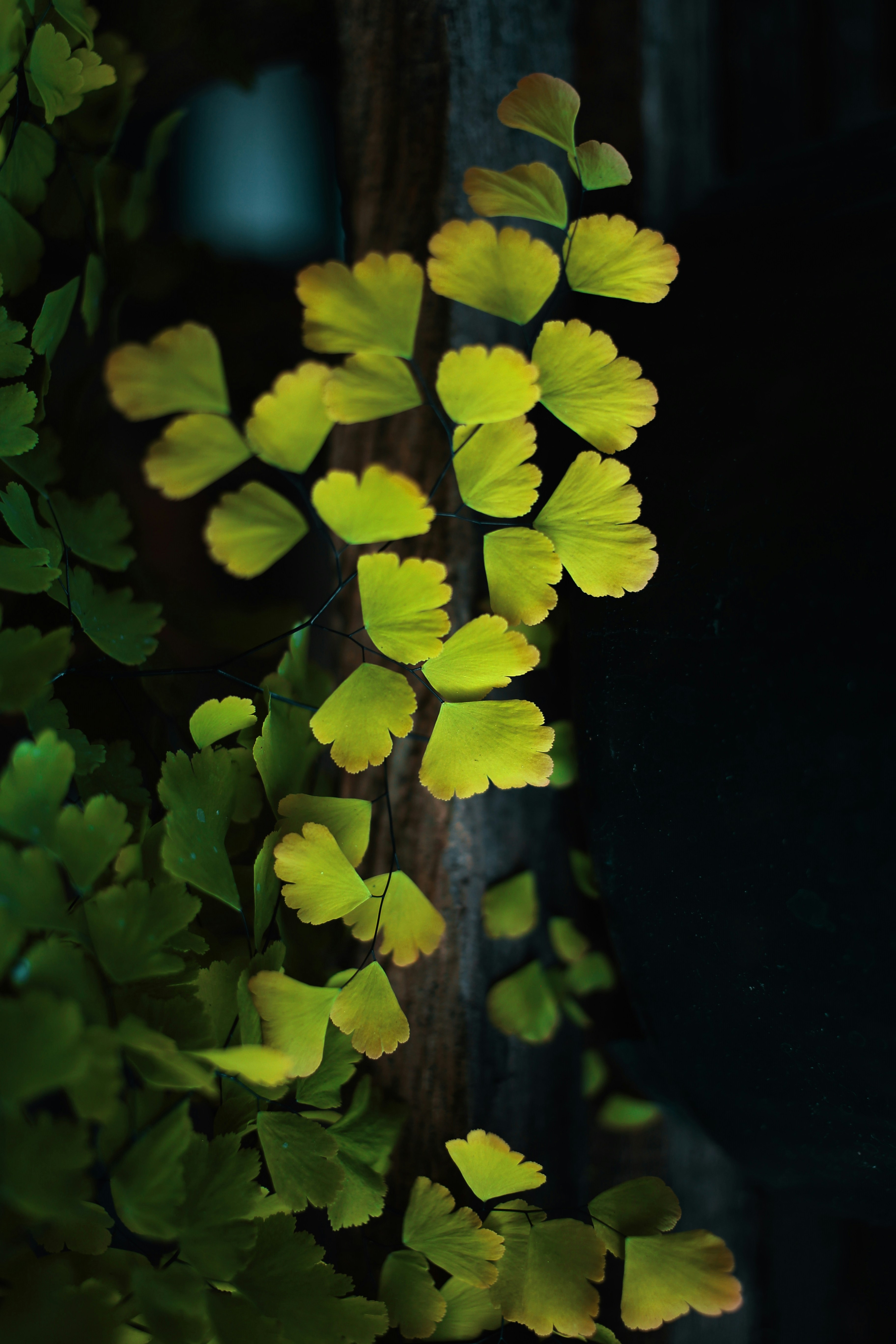 yellow flowers on brown tree trunk