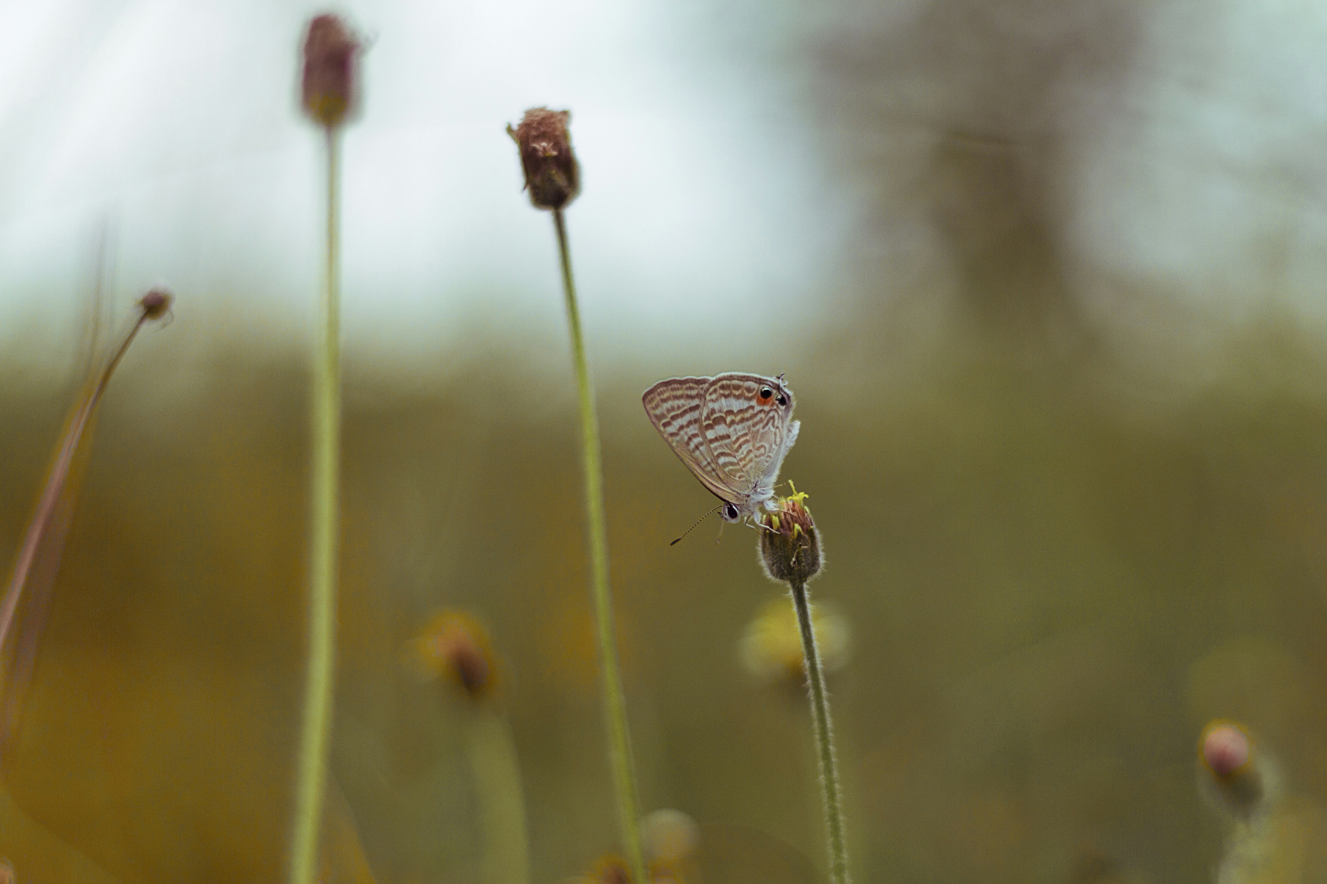 Delicate Meadow Whisper: A Butterfly Perched Among Silhouettes of Seed Pods