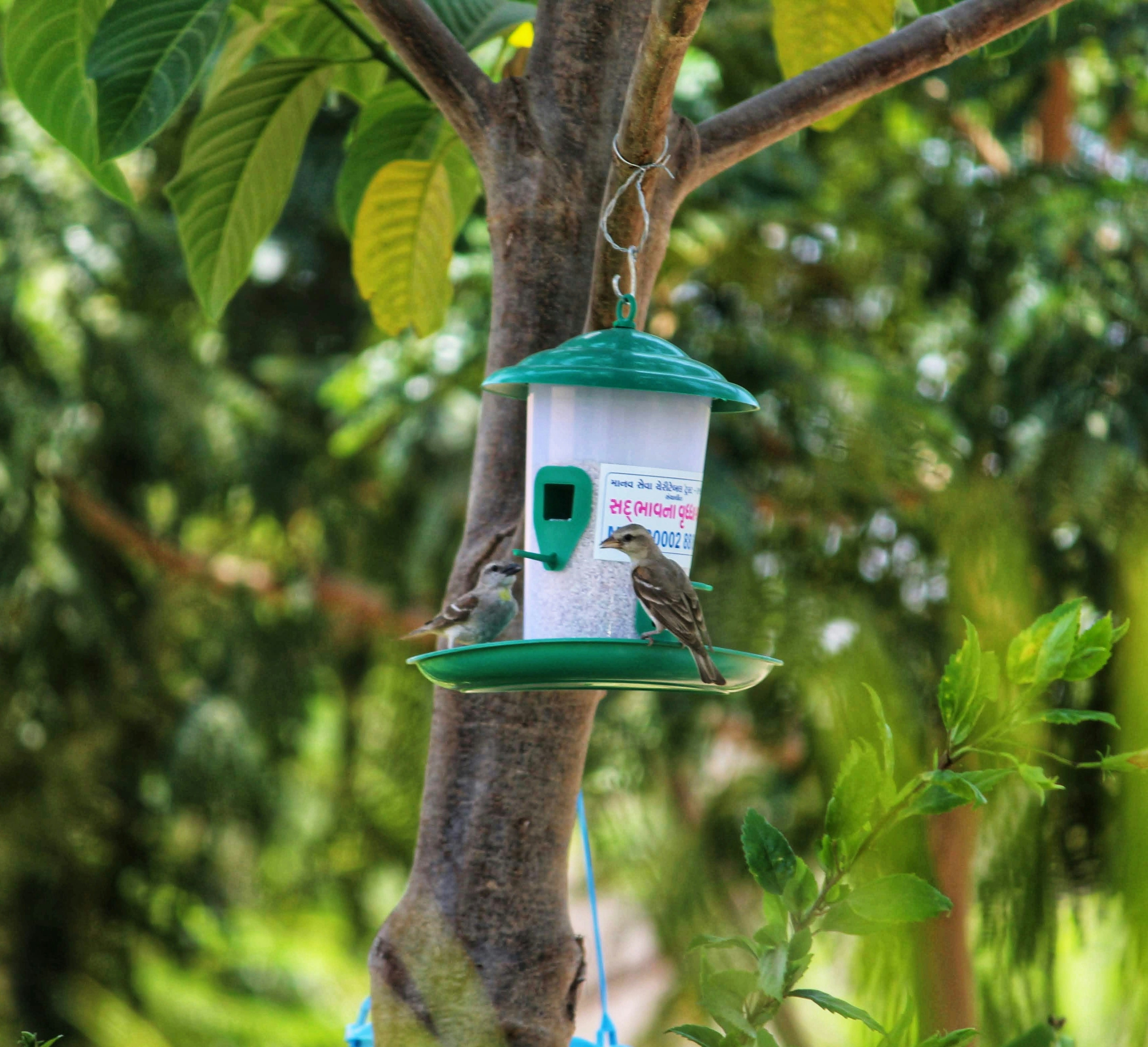 blue and white bird house on tree branch during daytimeKhushbu hirpara
