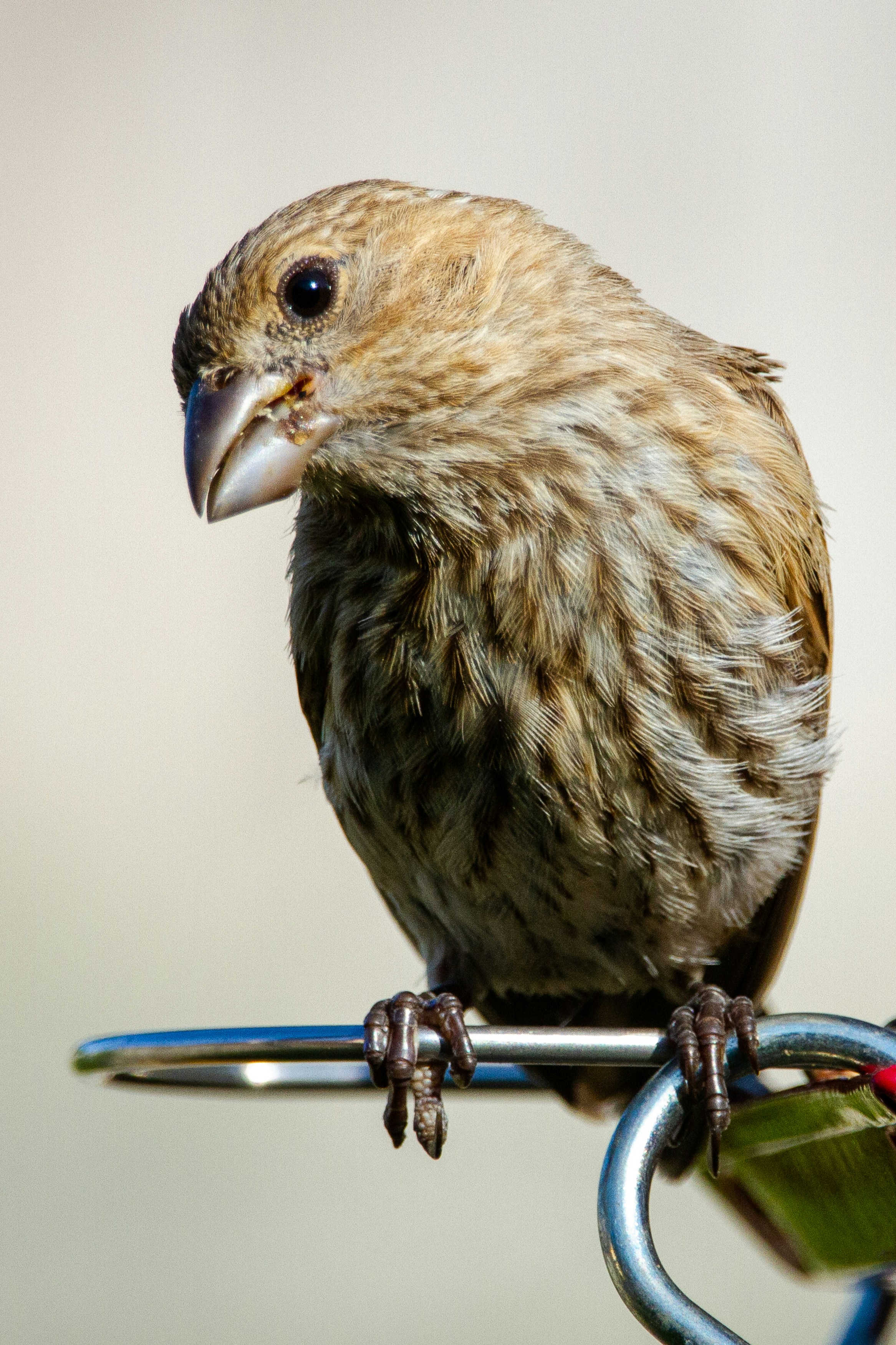 A female house finch perched on the bird feeder in my backyard.