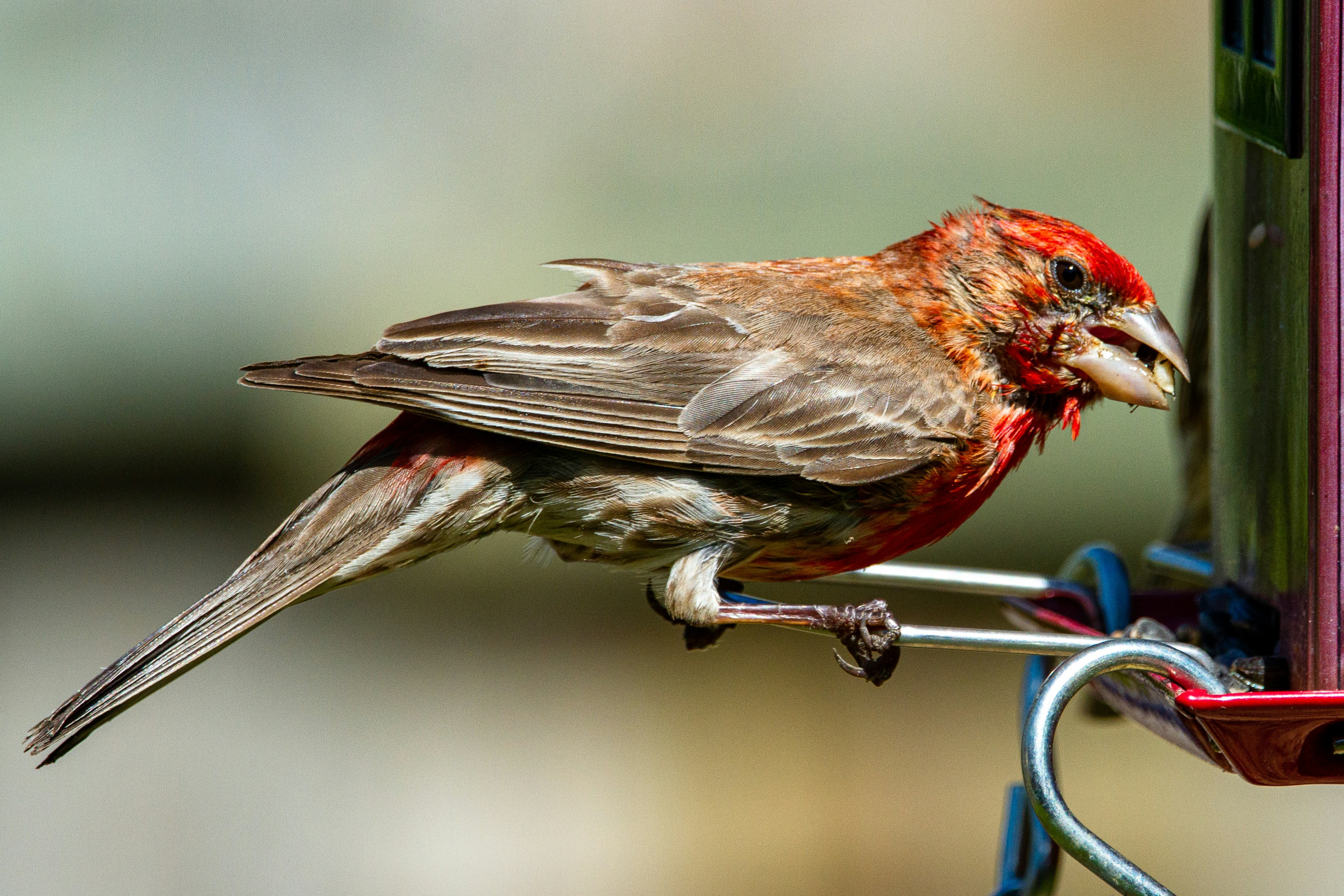 House finch perched at a bird feeder, enjoying a seed with vibrant plumage on display.