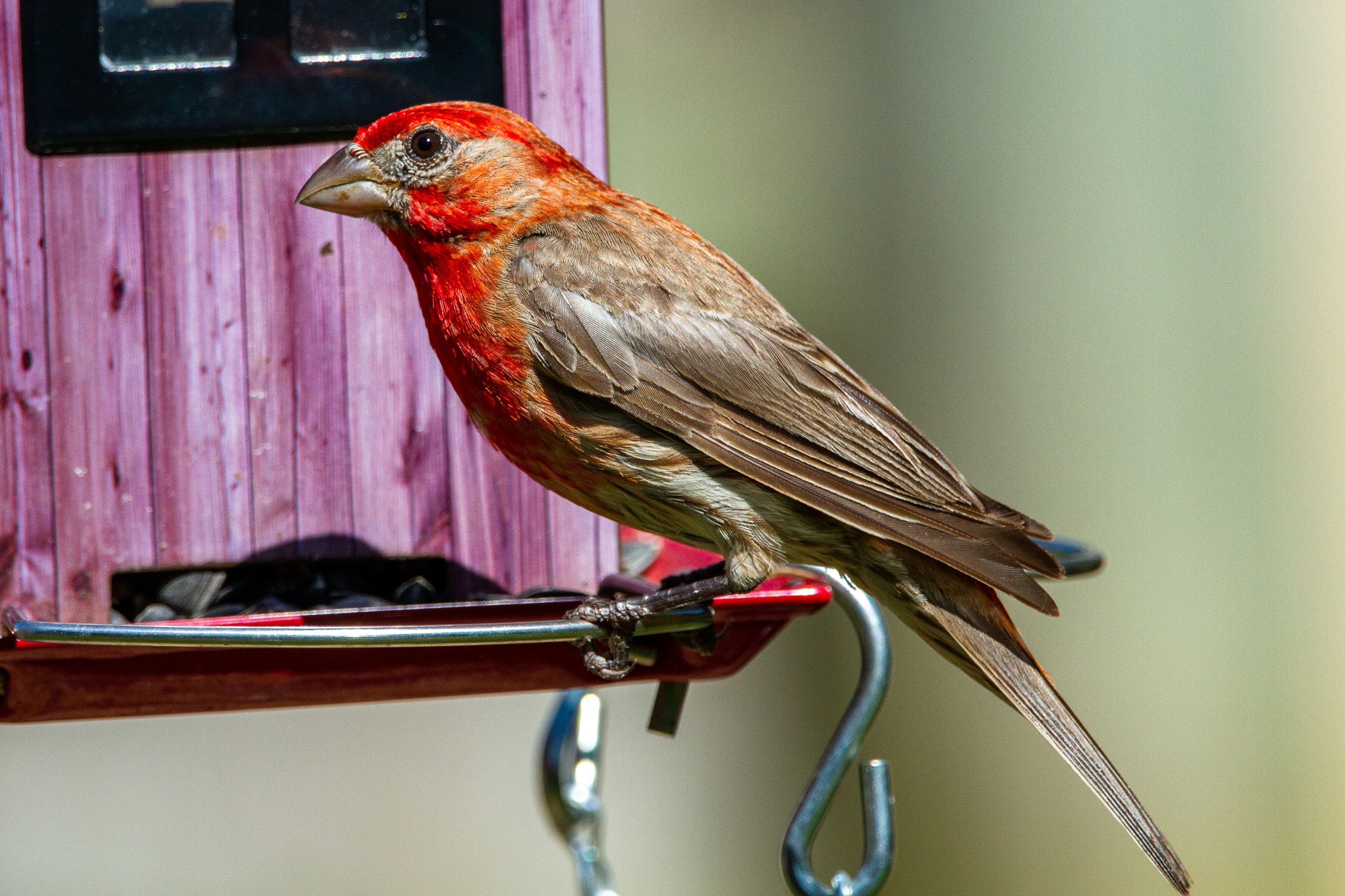 A male house finch perched on the feeder in my backyard.