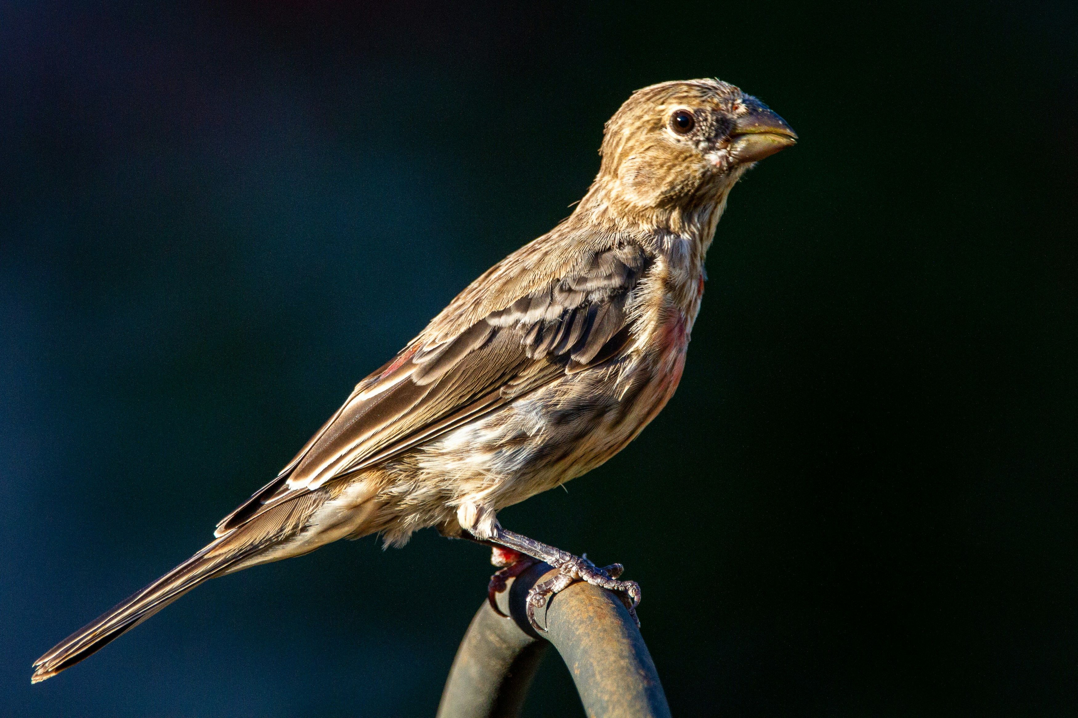 A bird perched on a metal rod, showcasing intricate feather patterns under soft light.