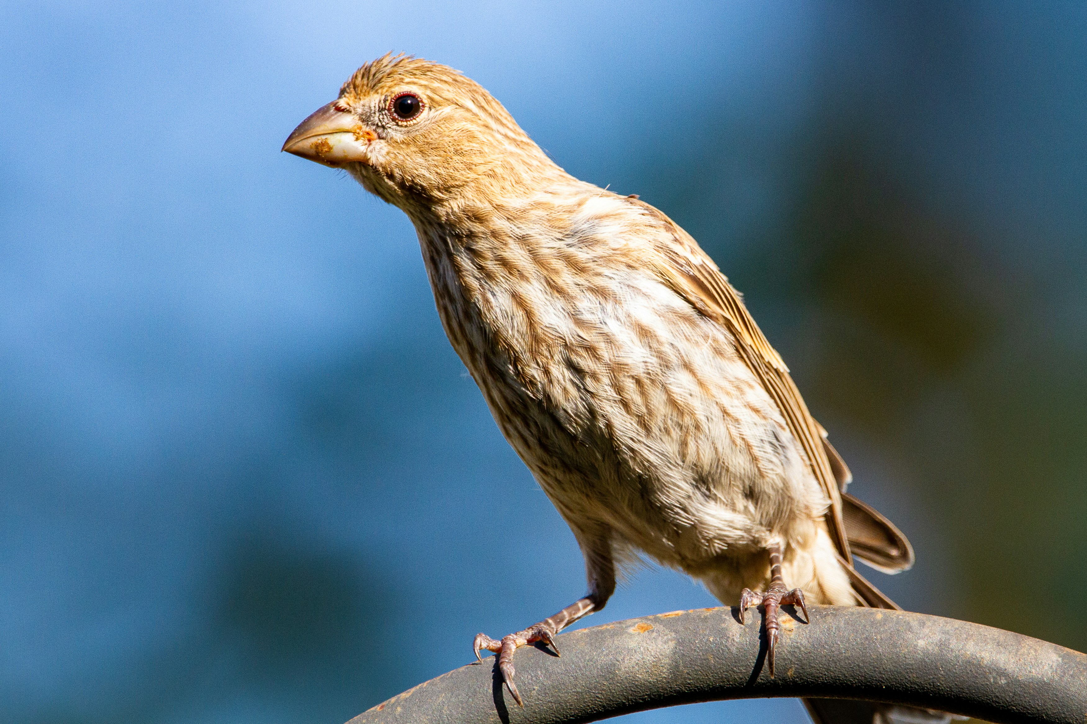 Close-up of a small bird perched on a metal hoop, showcasing its detailed plumage against a blurred blue background.
