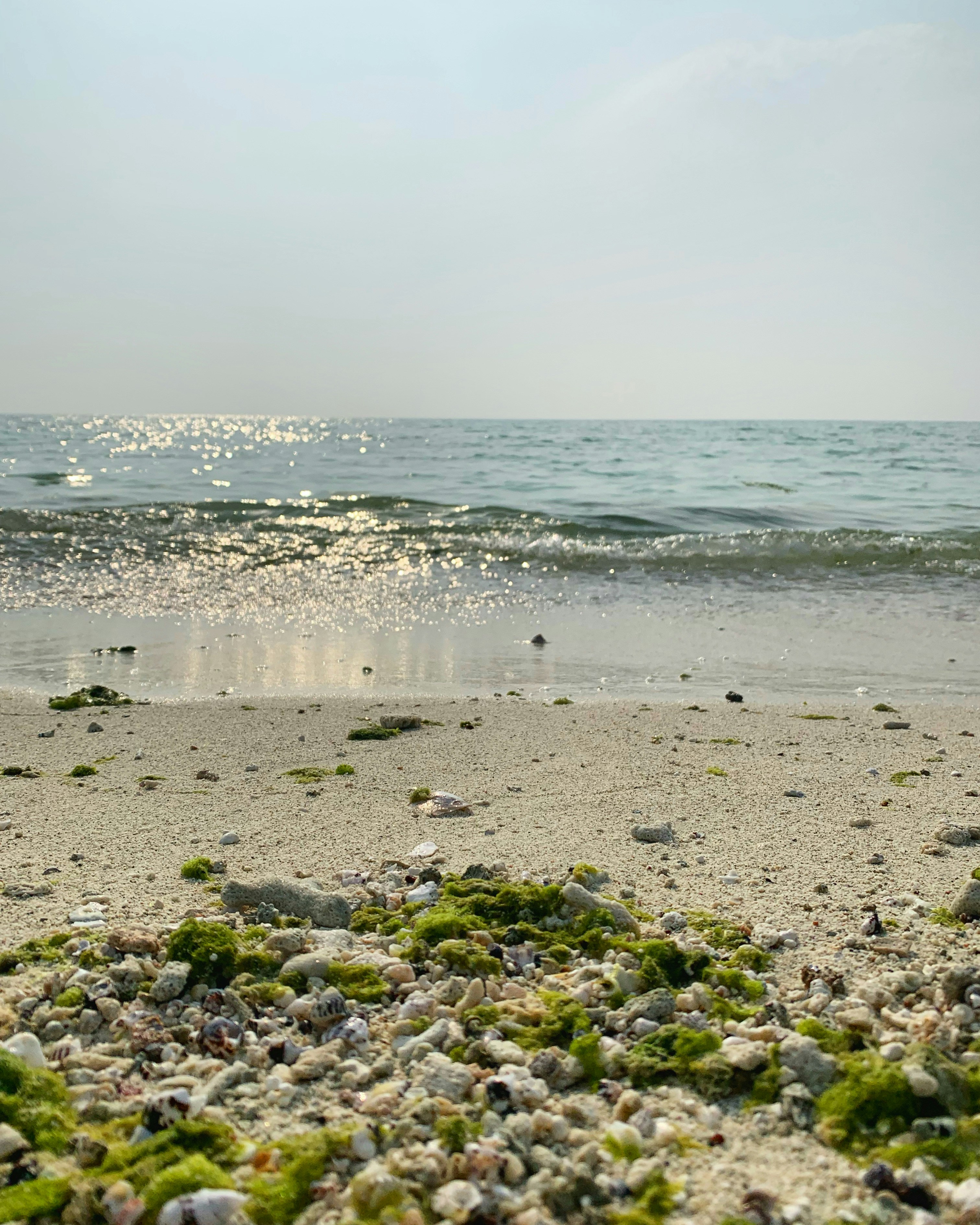 Close-up of sandy beach adorned with seashells and green seaweed, leading to a tranquil sea under a hazy sky.