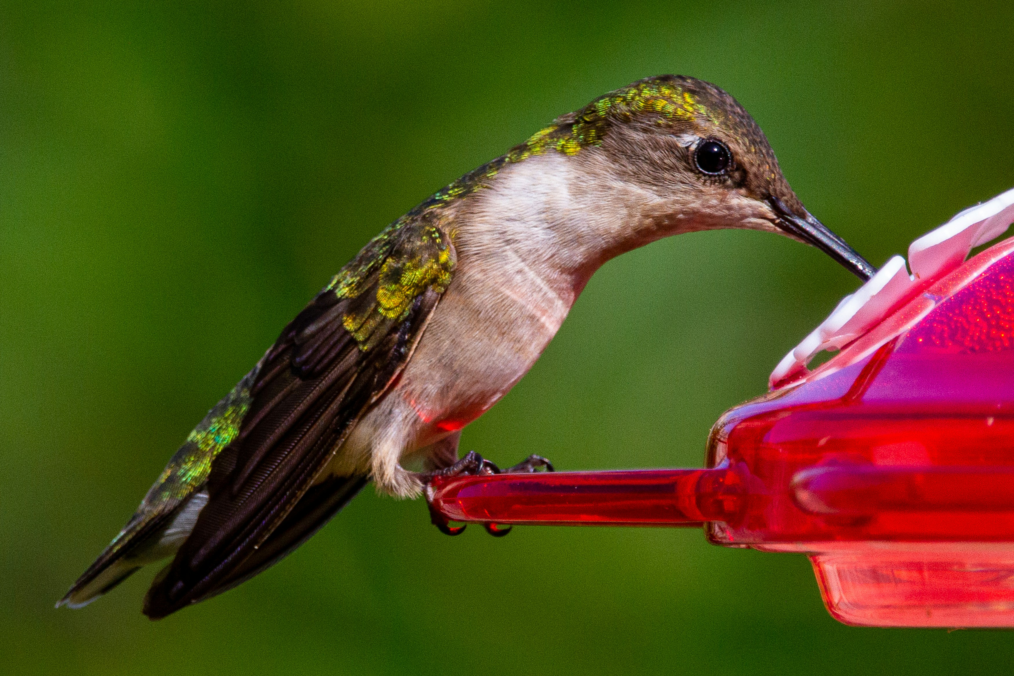 A female ruby-throated hummingbird feeder feeding.