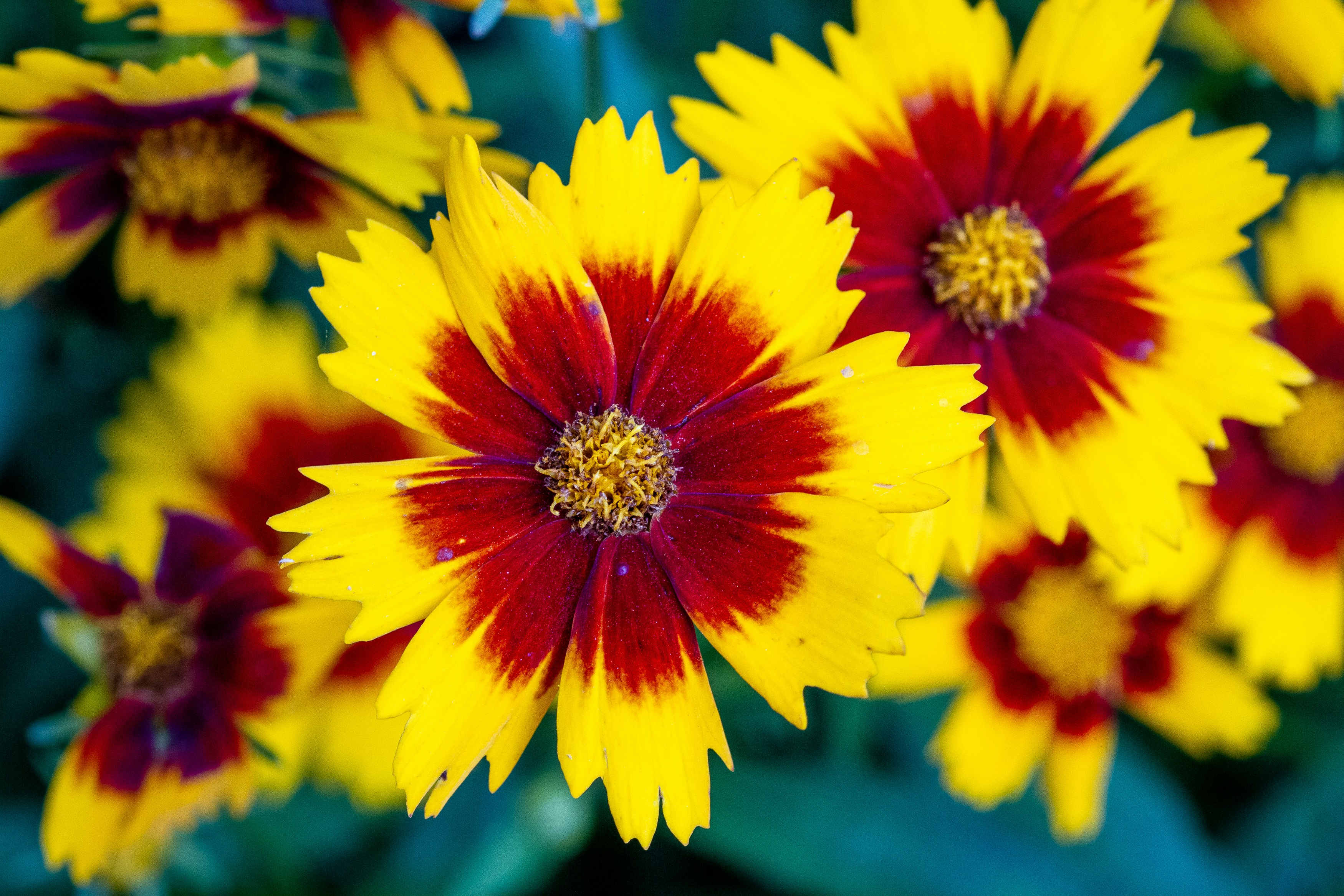 A cluster of yellow and red flowers showcasing intricate petal patterns and vibrant hues. The composition highlights nature's artistry.