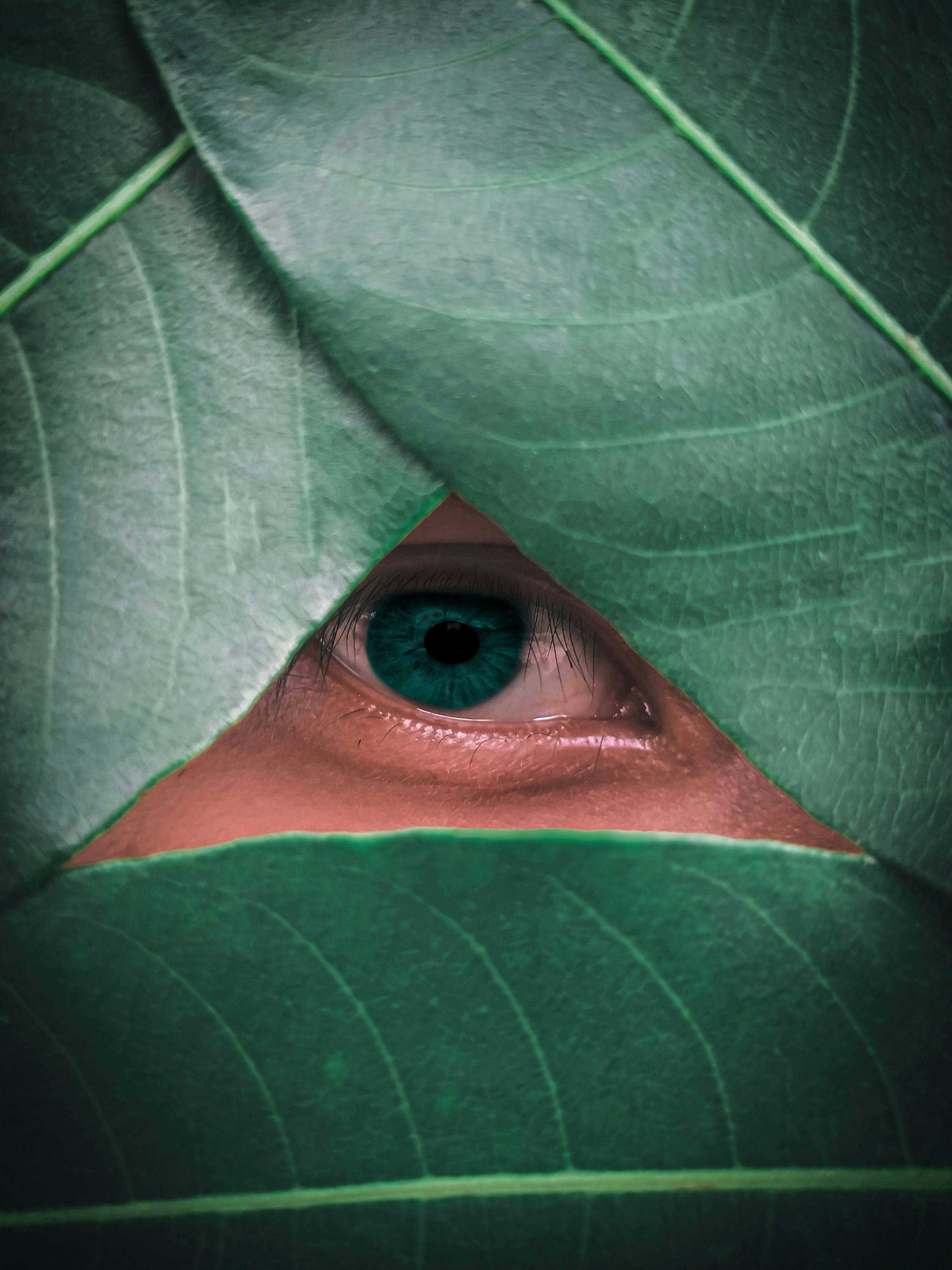 An eye peering through lush green leaves, creating a sense of mystery and connection with nature.