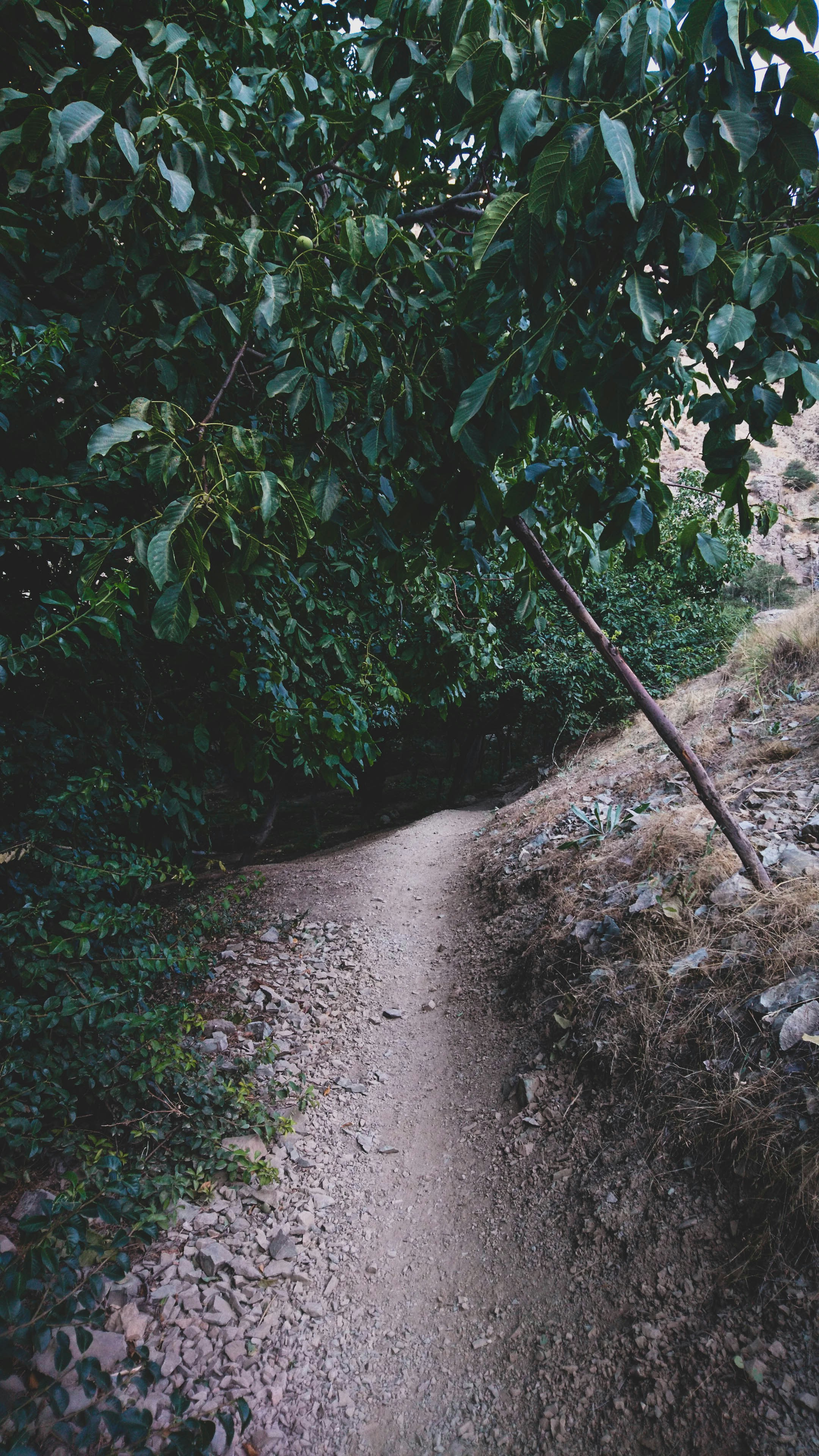 Narrow dirt trail winding through lush greenery, framed by overhanging branches and rocky terrain.