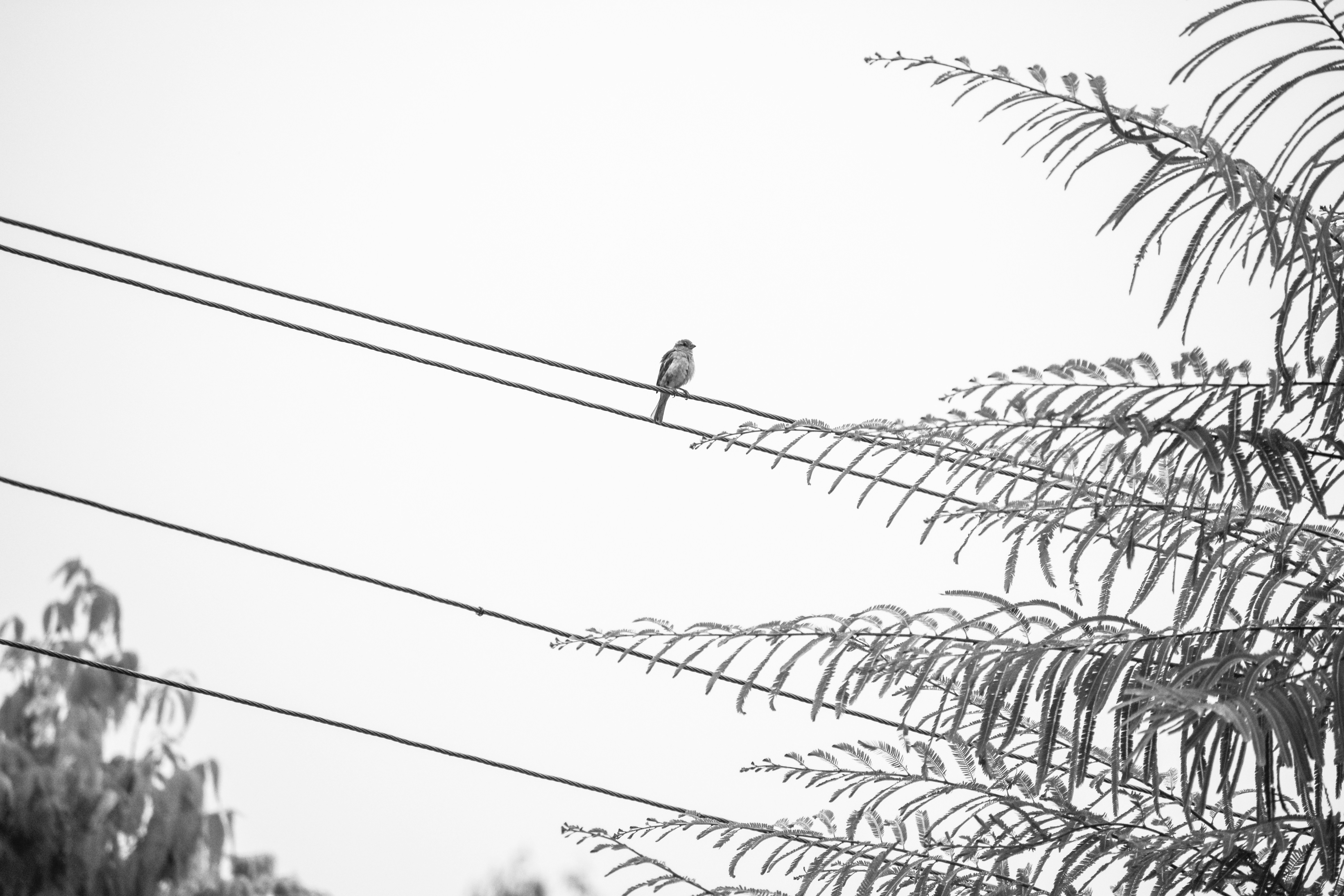 bird perched on electric wire during daytime