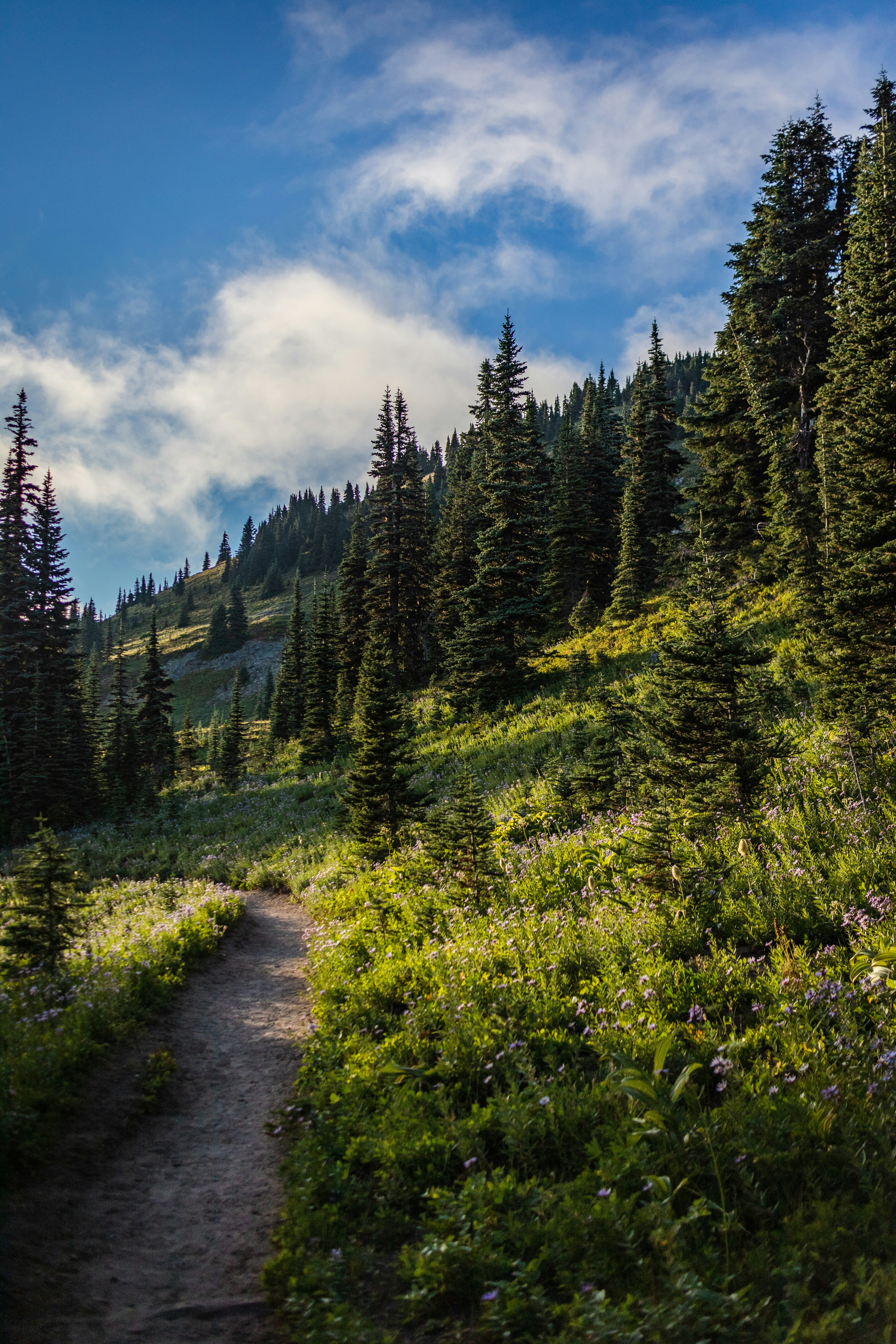 Green pine trees under blue sky during daytime photo – Free Naches peak ...