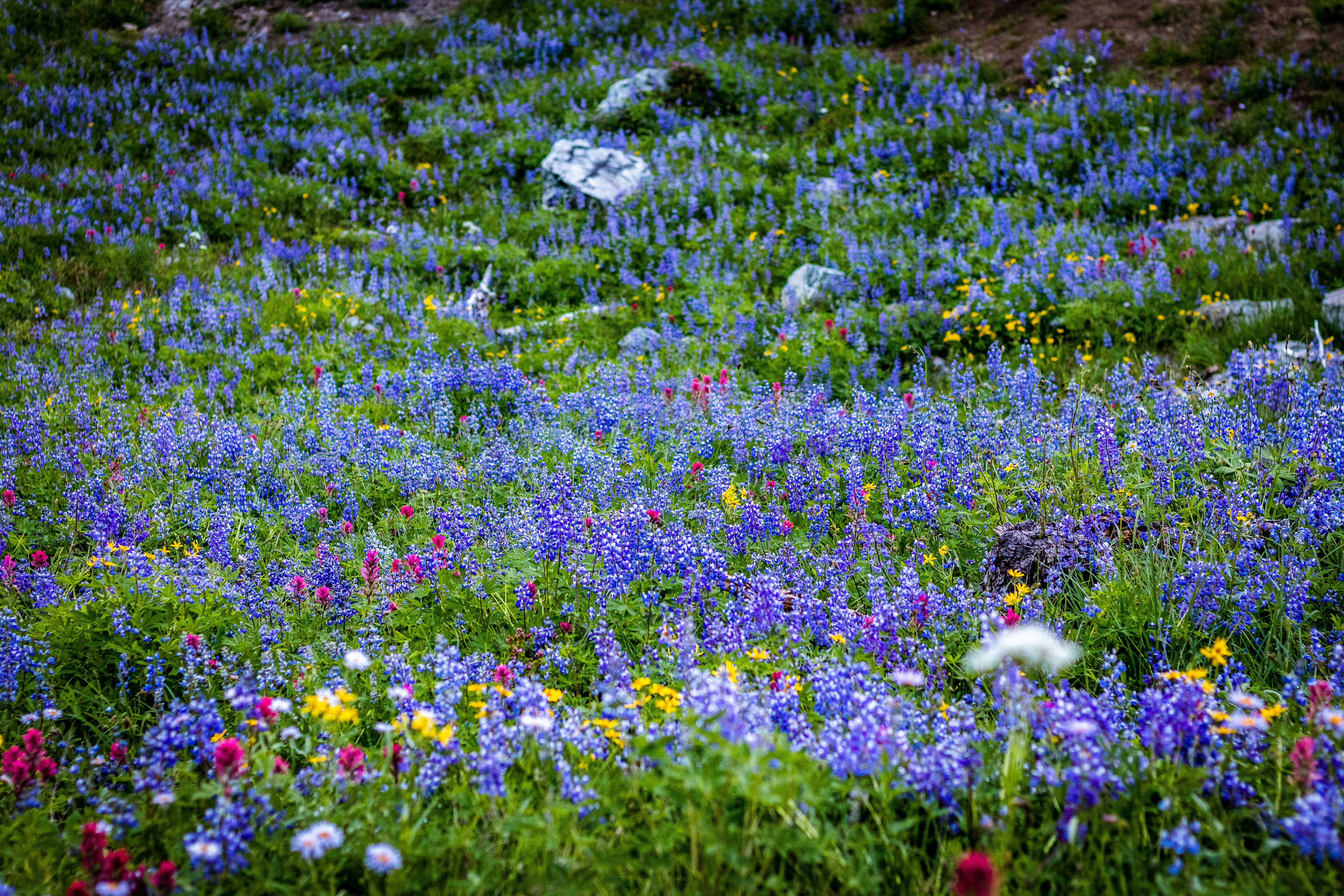Vibrant Symphony of Wildflowers
