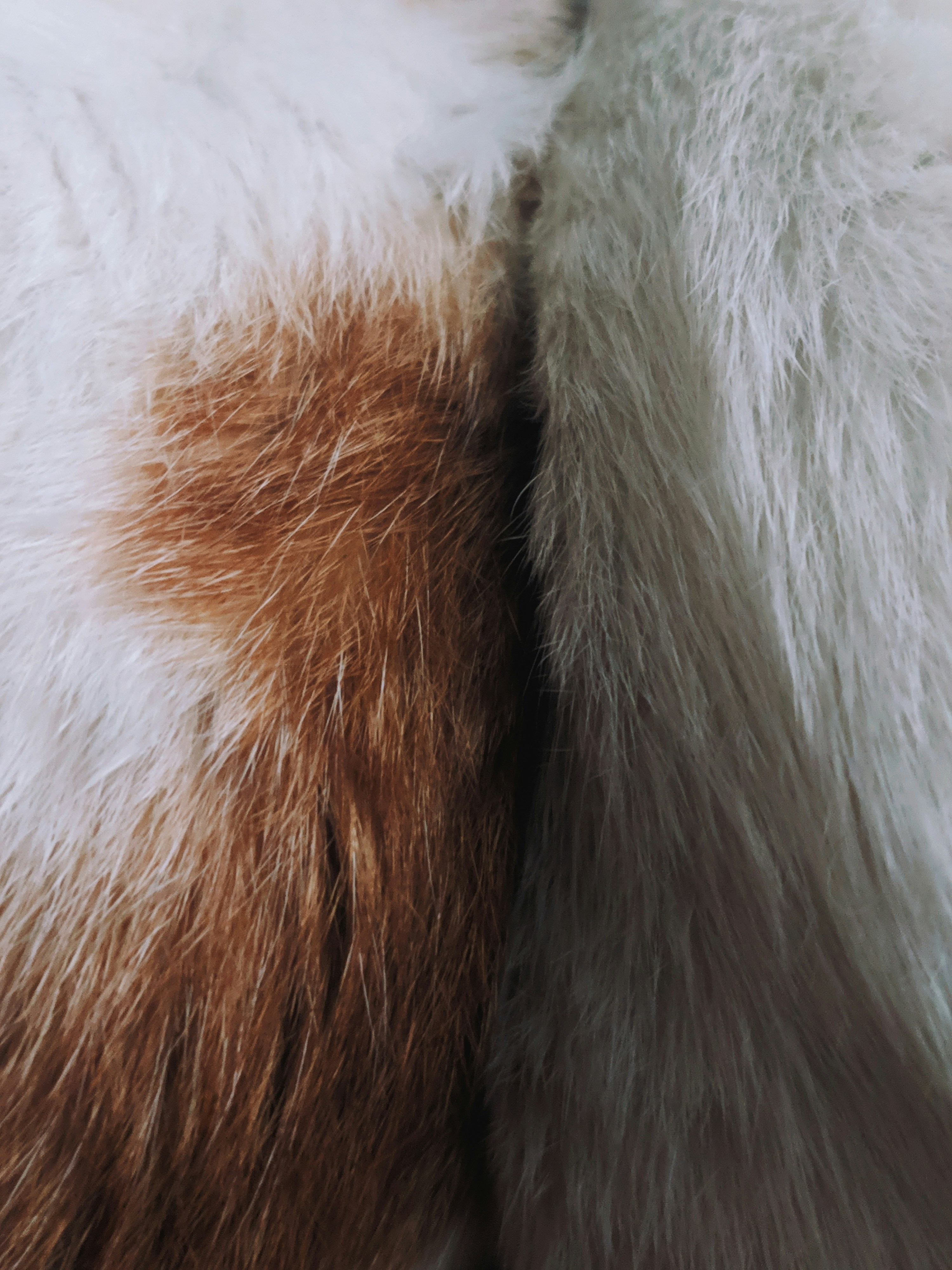 White and brown fur textile photo – Free Kattappana Image on Unsplash