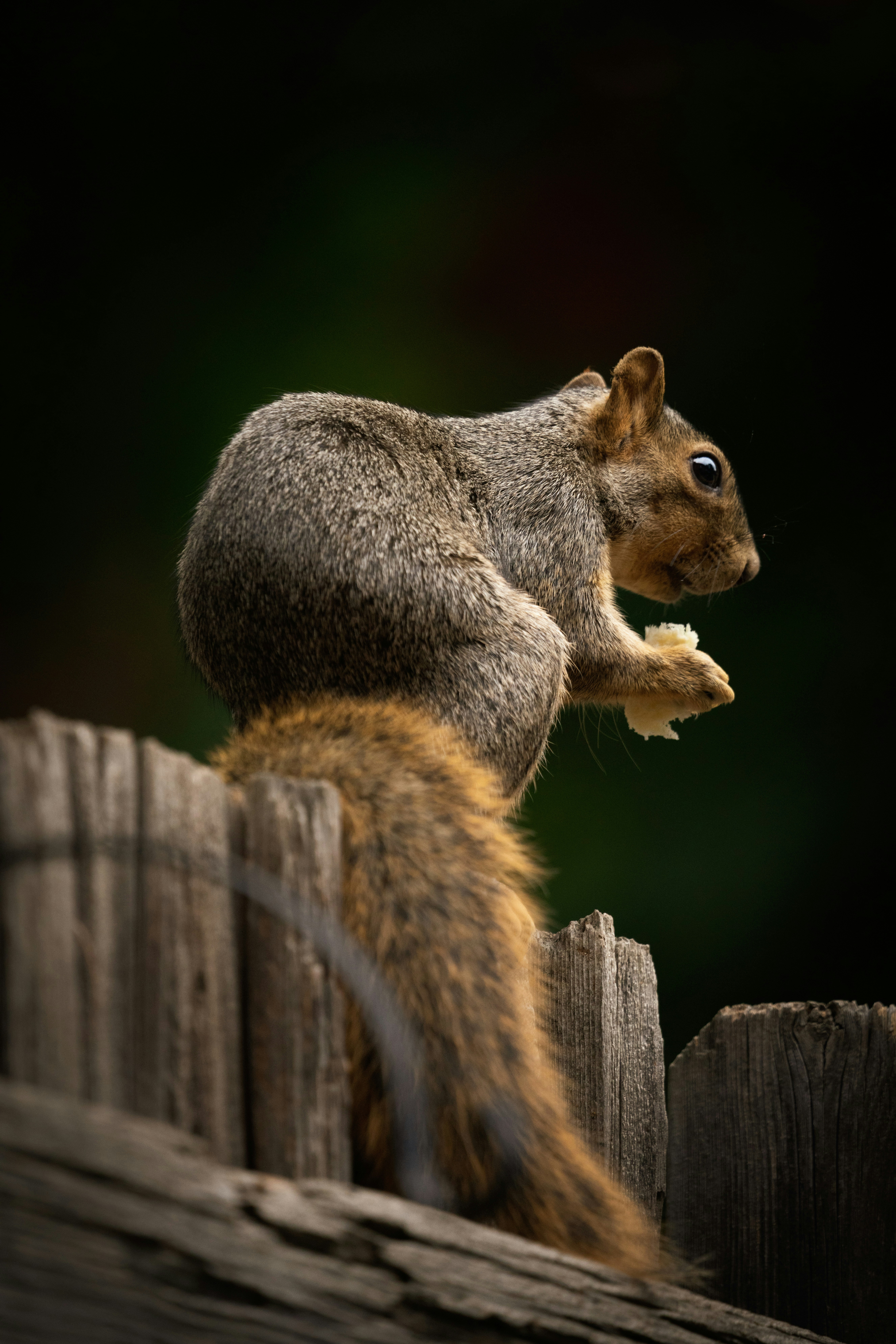 Squirrel on a Weathered Fence: A Quiet Snack Break