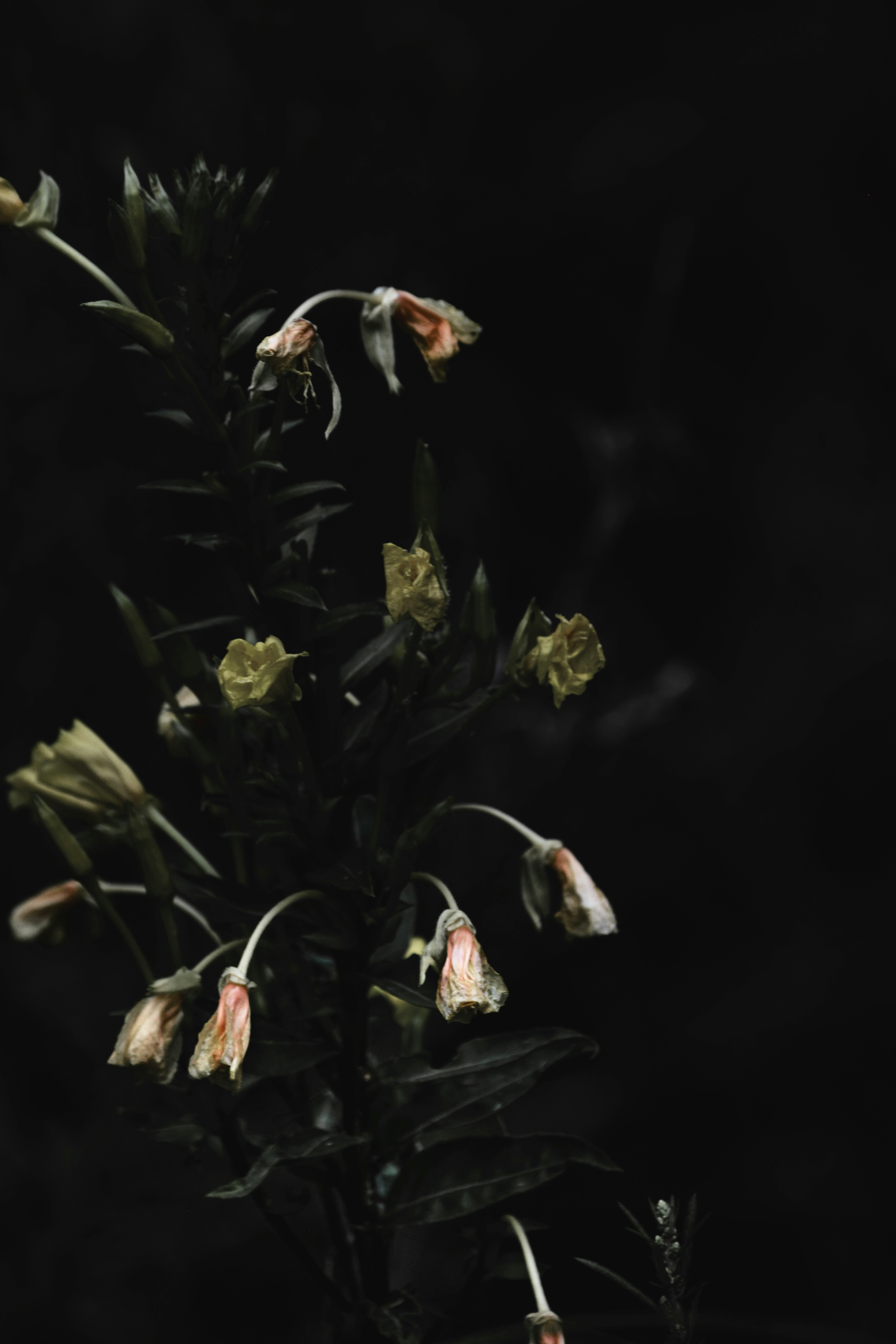 Gothic Background Pictures | Download Free Images on Unsplash