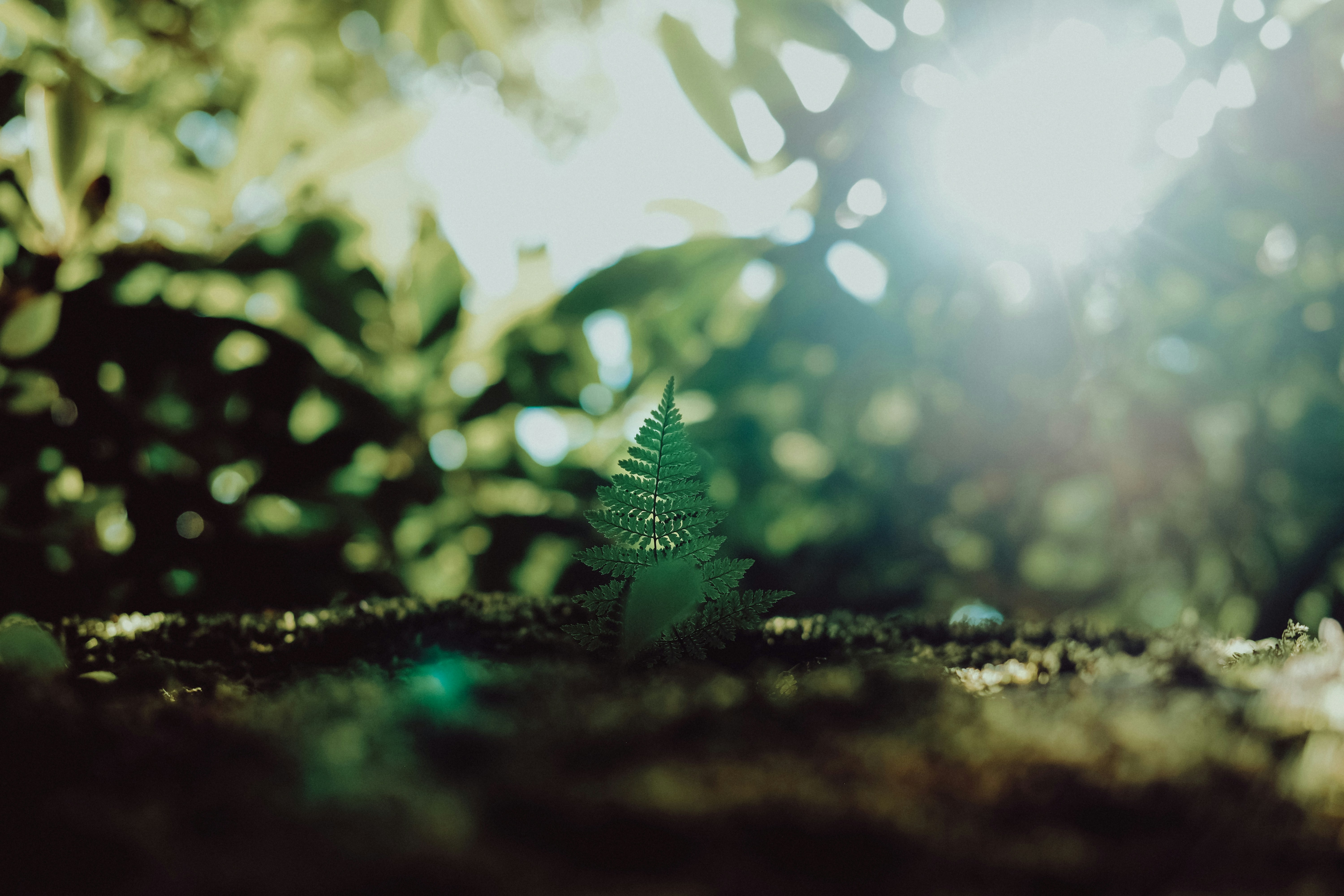 Emergence in the Sun: A Lone Fern Seedling on Moss