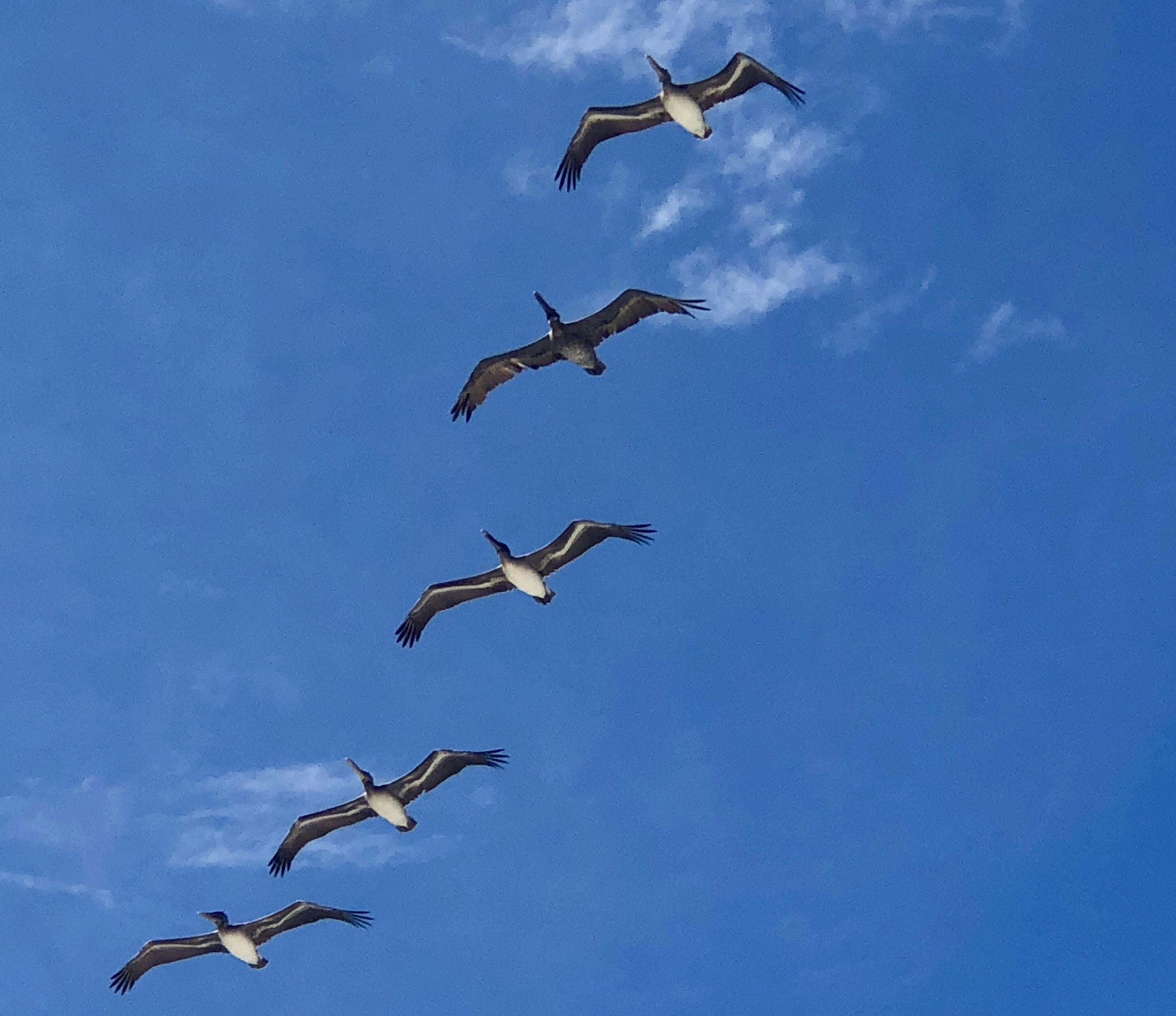 Five pelicans glide gracefully across a clear blue sky, showcasing their elegant formation and wingspan.