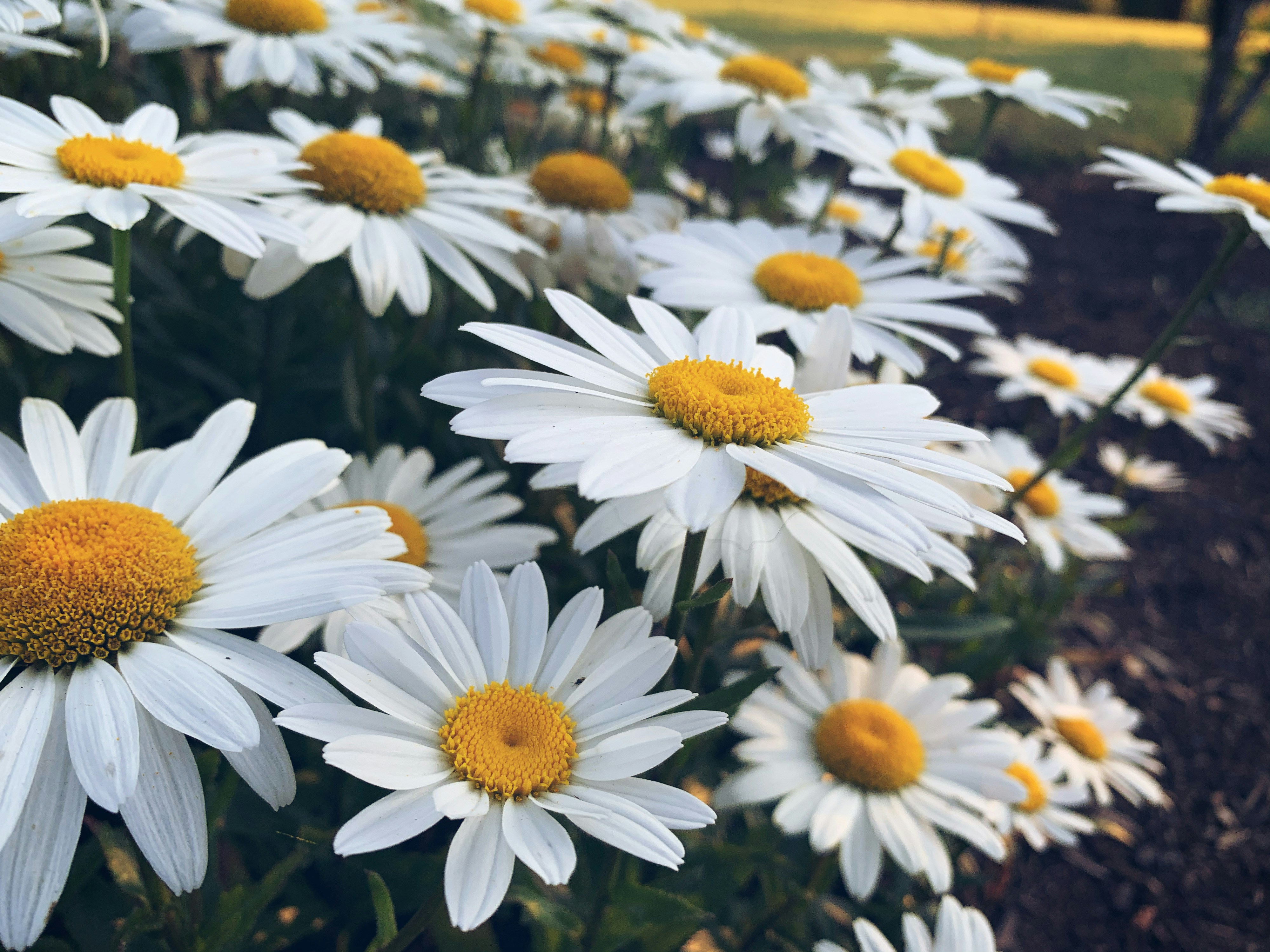 Foto Flores de margarita blancas y amarillas – Imagen #daisies gratis ...