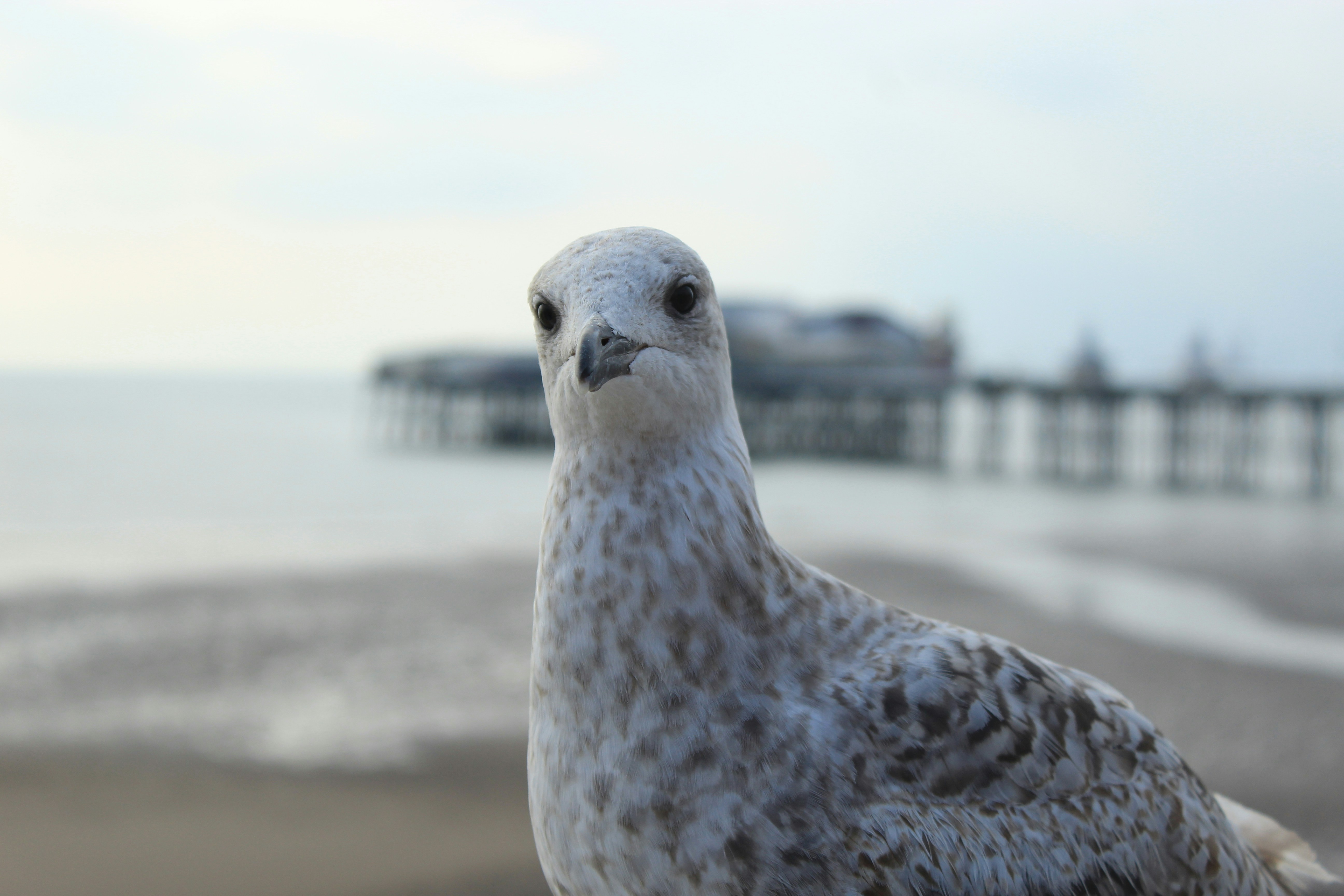 Seaside Sentinel