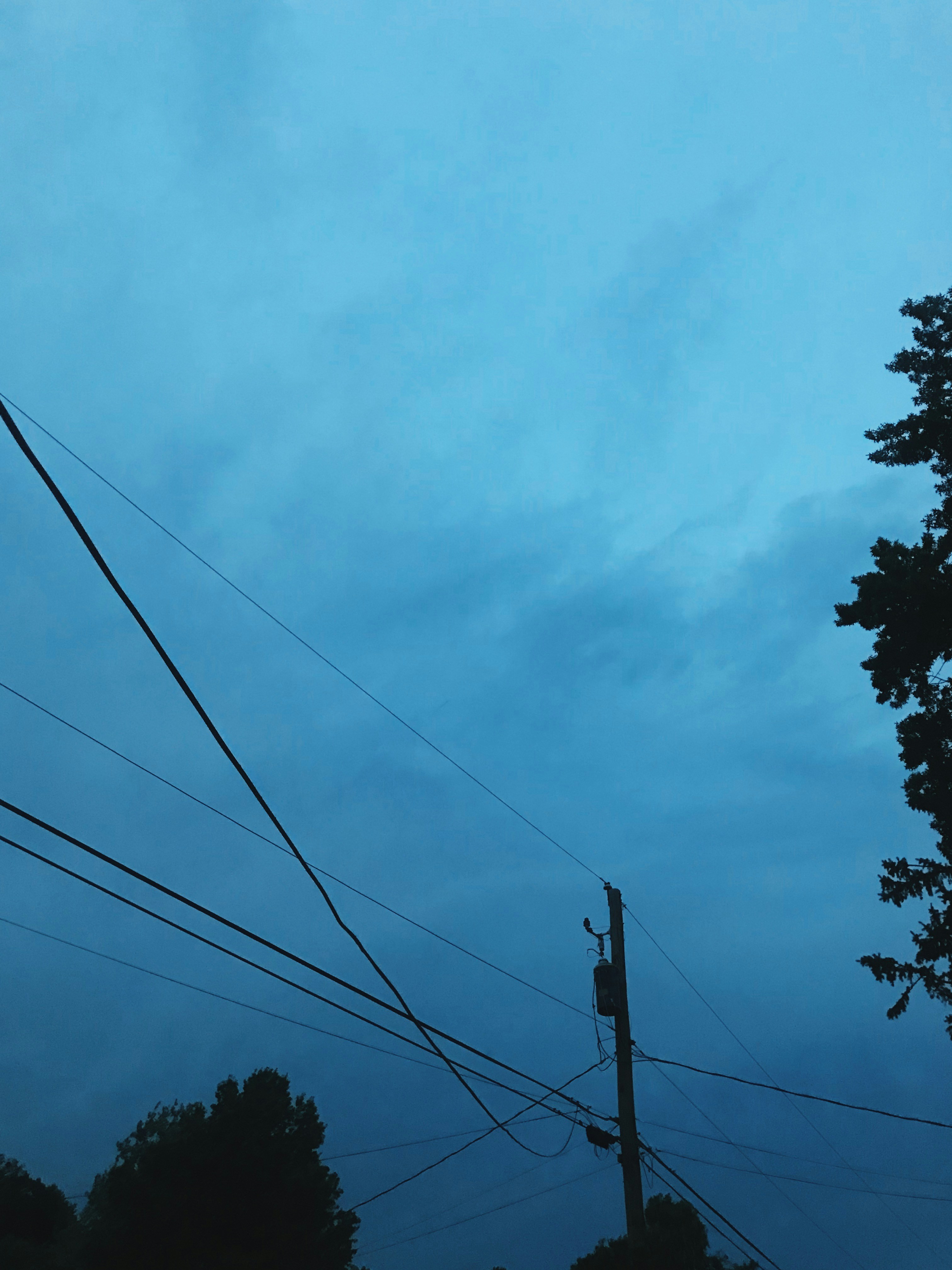 Silhouetted power lines stretch across a moody blue sky, creating a stark contrast with the dark foliage below.