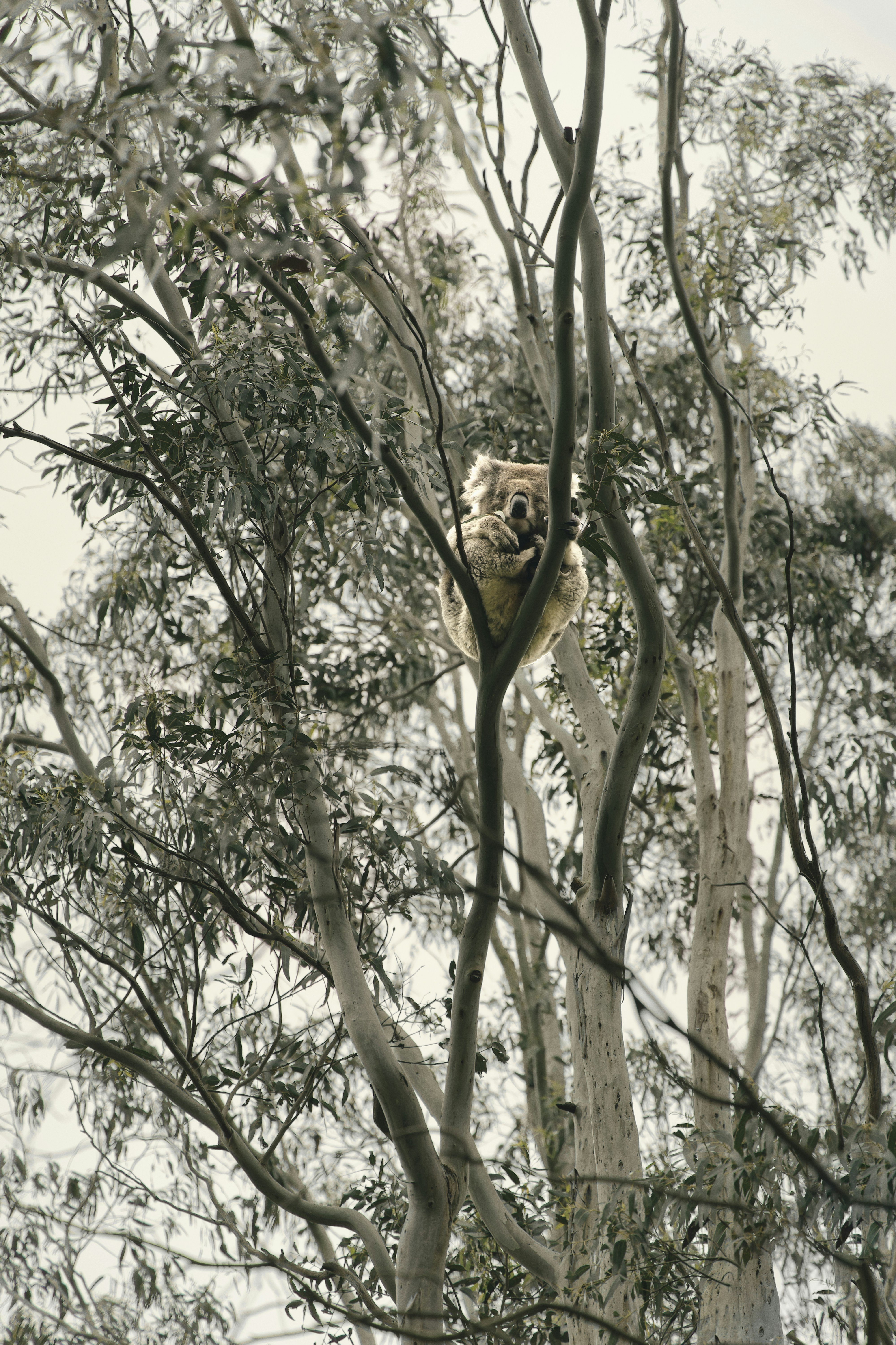 Koala in the Tangle: a Quiet Climb Among Eucalypt Trunks