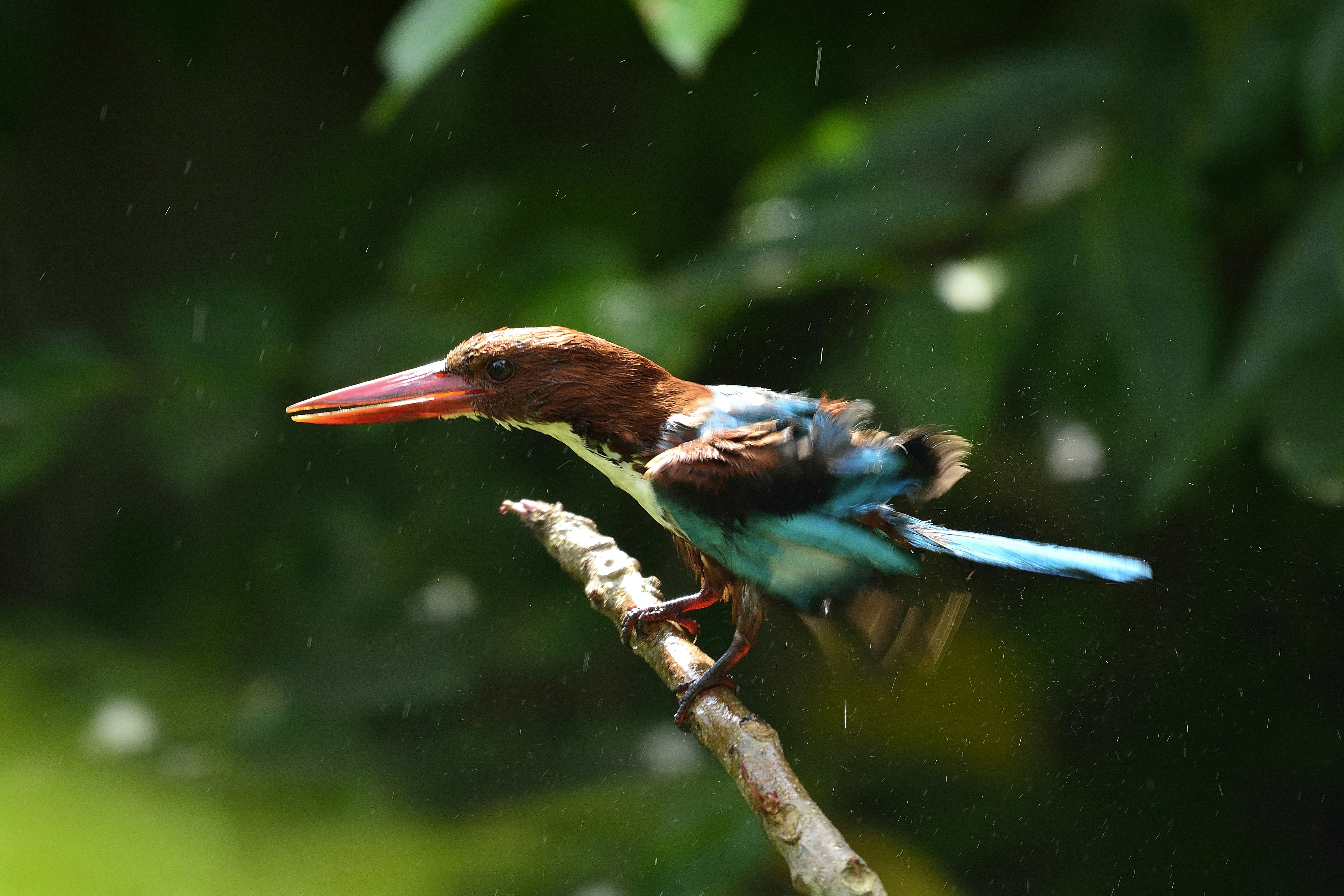 Aerial Jewel in Rain: Kingfisher perching and dipping through droplets