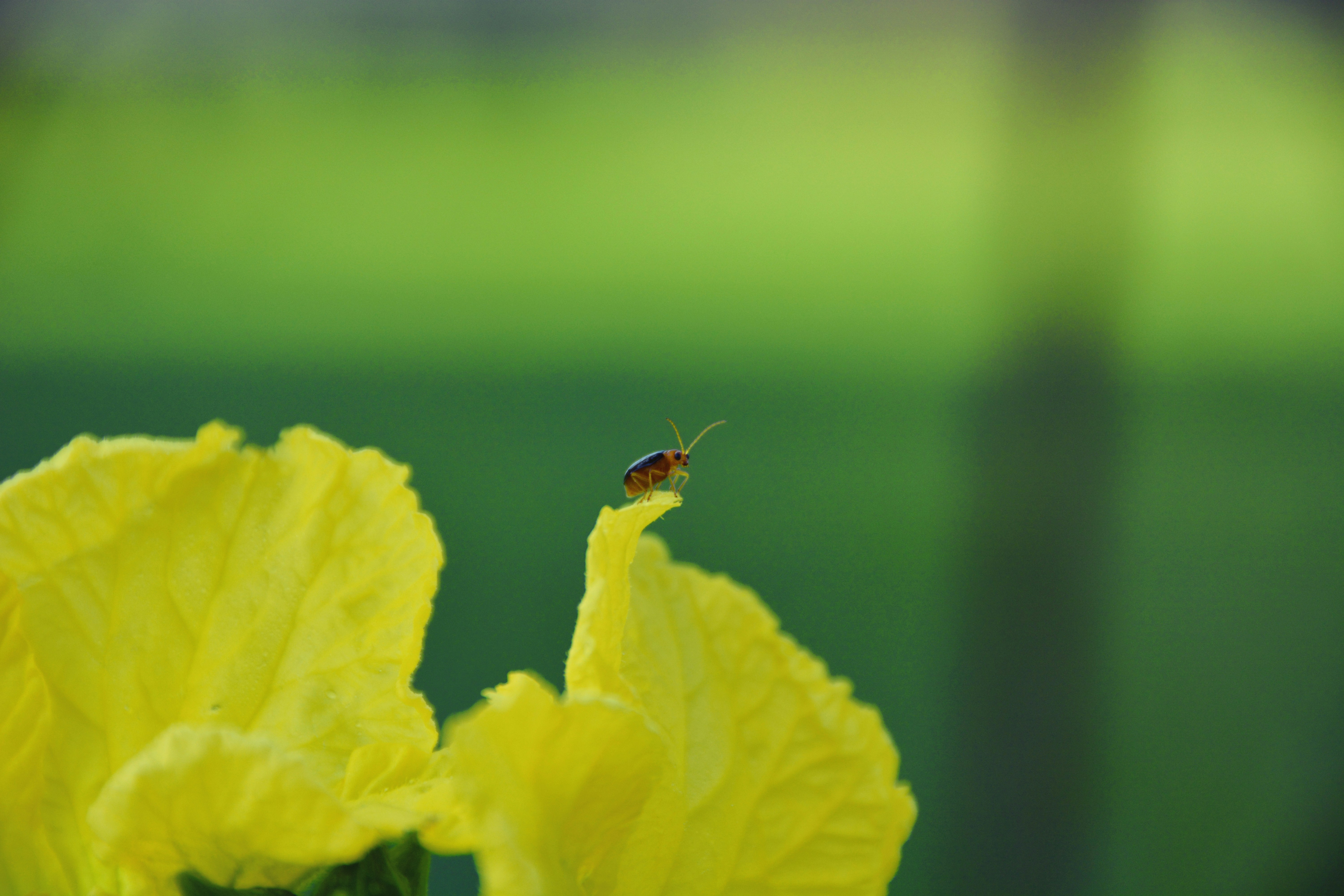 brown and black insect on yellow flower