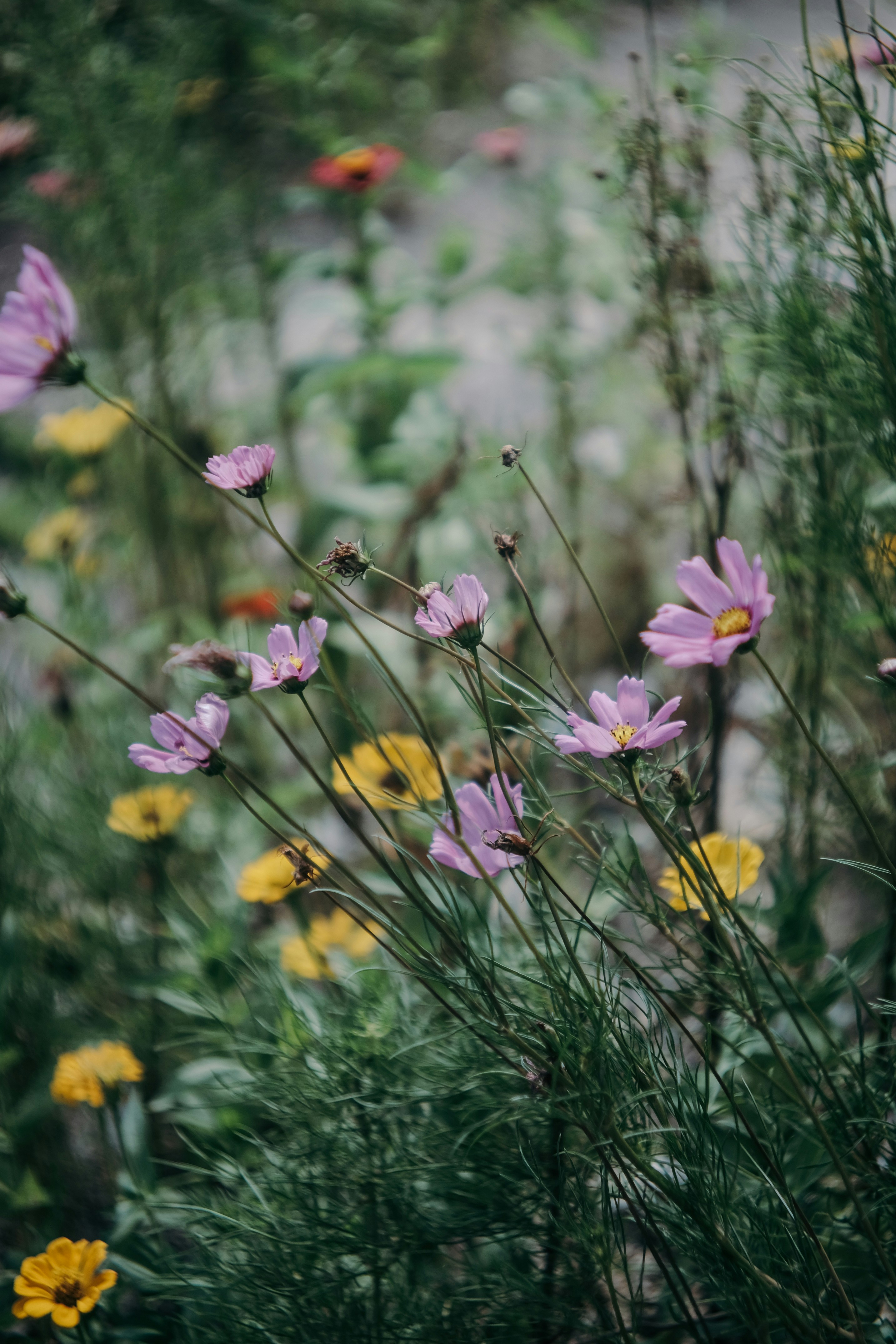 Delicate pink and yellow wildflowers sway gently in a lush garden setting, creating a vibrant tapestry of nature's beauty.