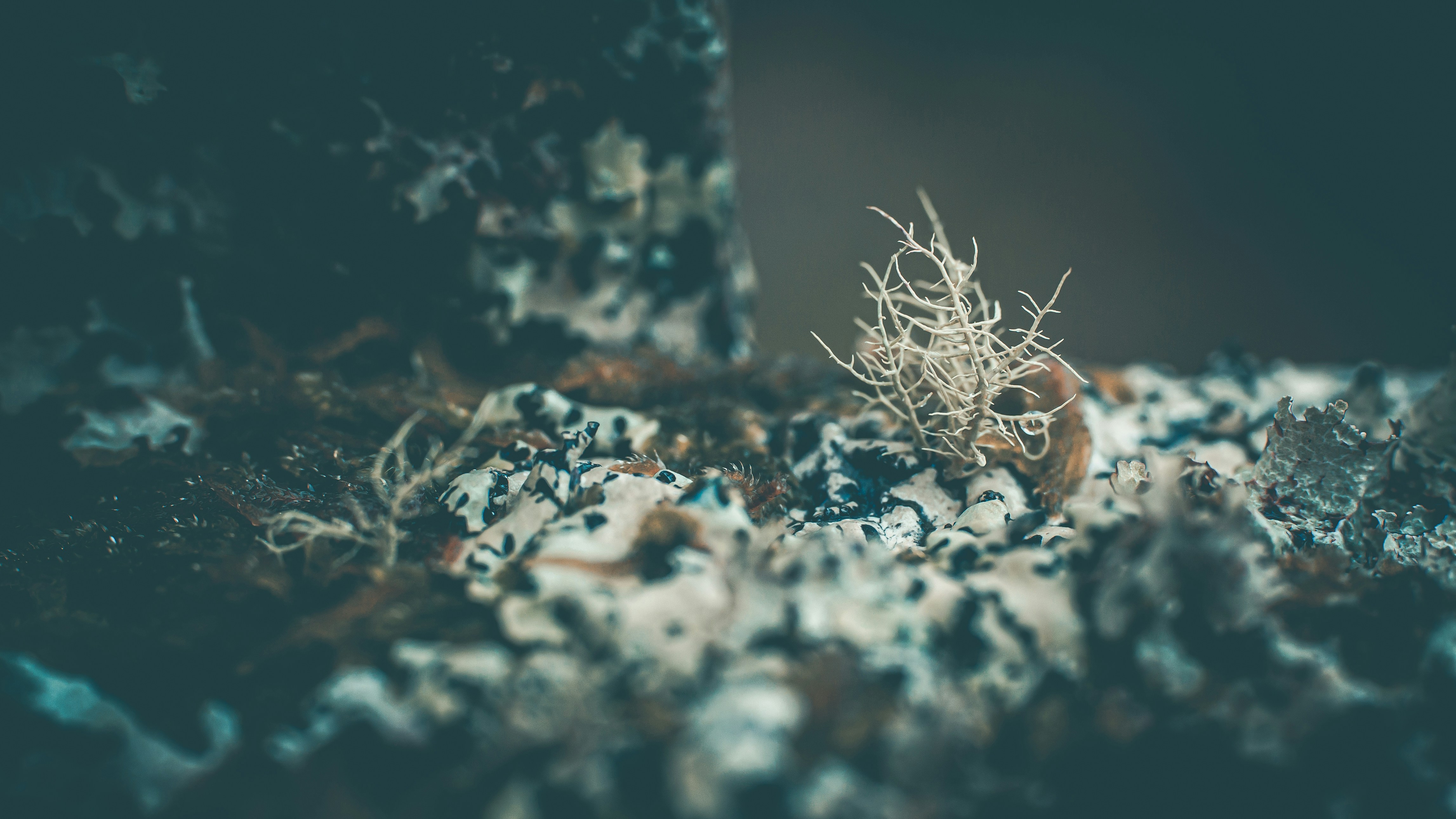 Close-up of a lone white sea fan growing among textured coral in a shallow, dim blue-toned underwater scene.