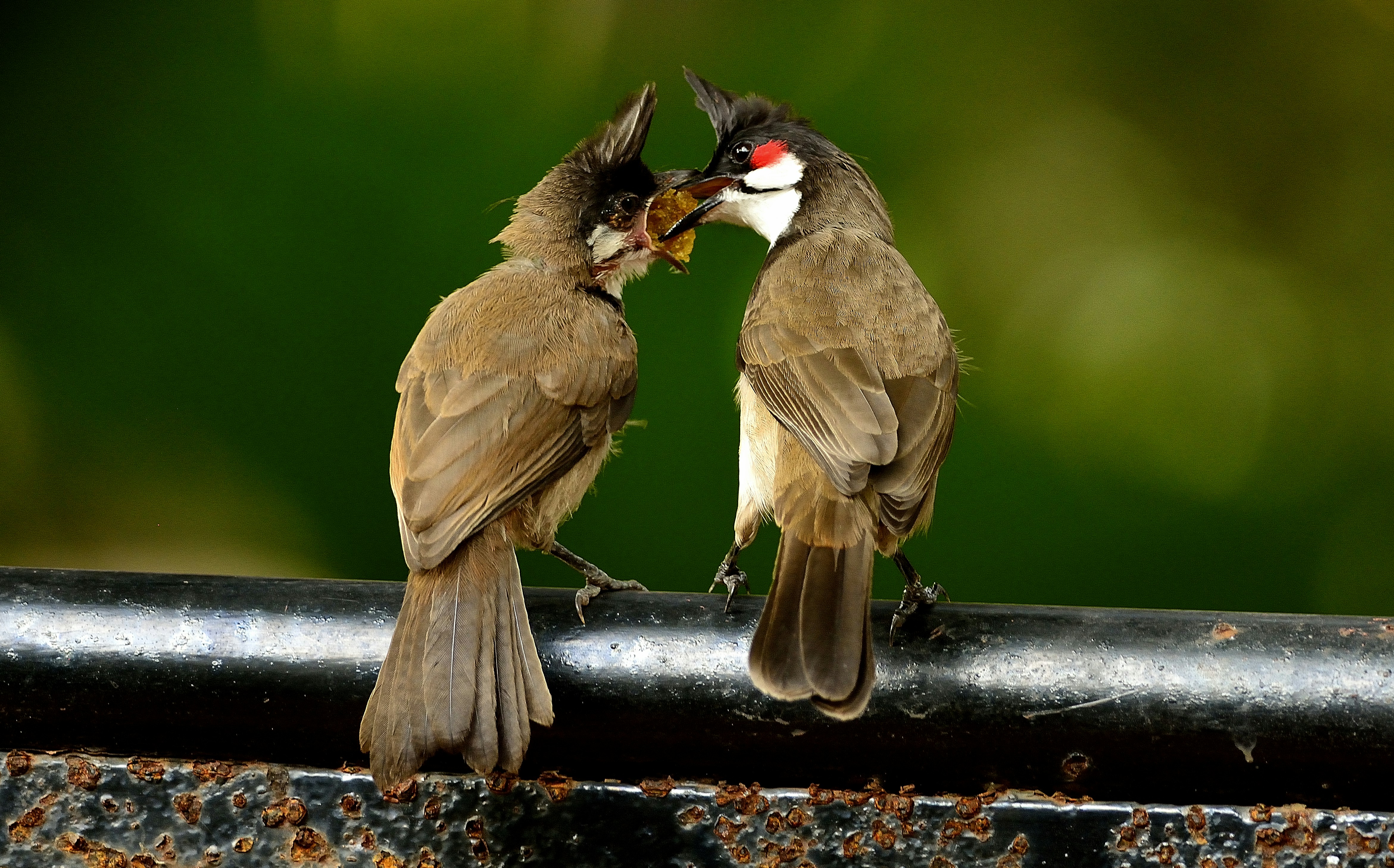 Beak-to-beak Moment: Two Swallows Perched on a Weathered Pipe