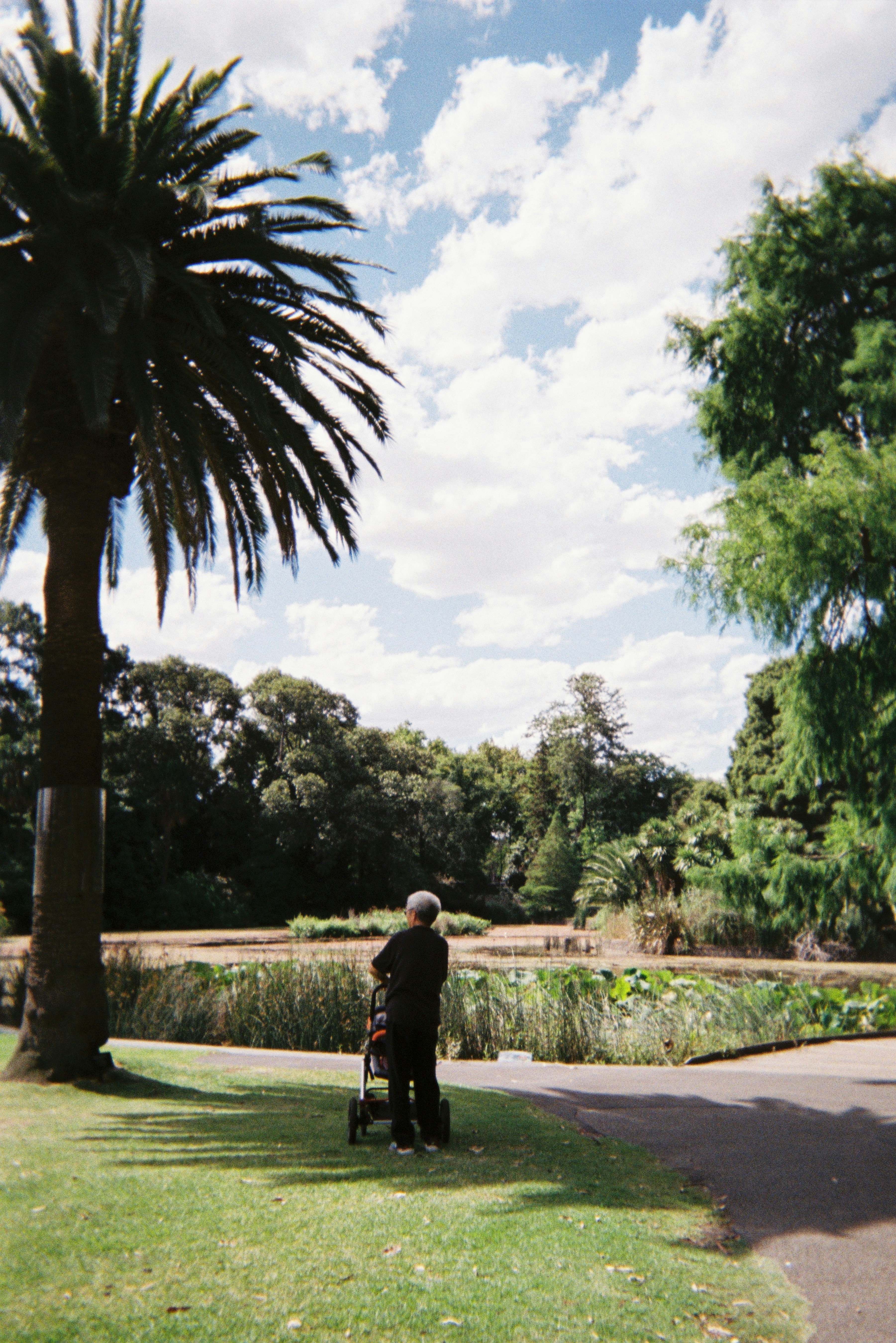 Elderly person standing with a stroller near a serene pond surrounded by lush greenery and palm trees.
