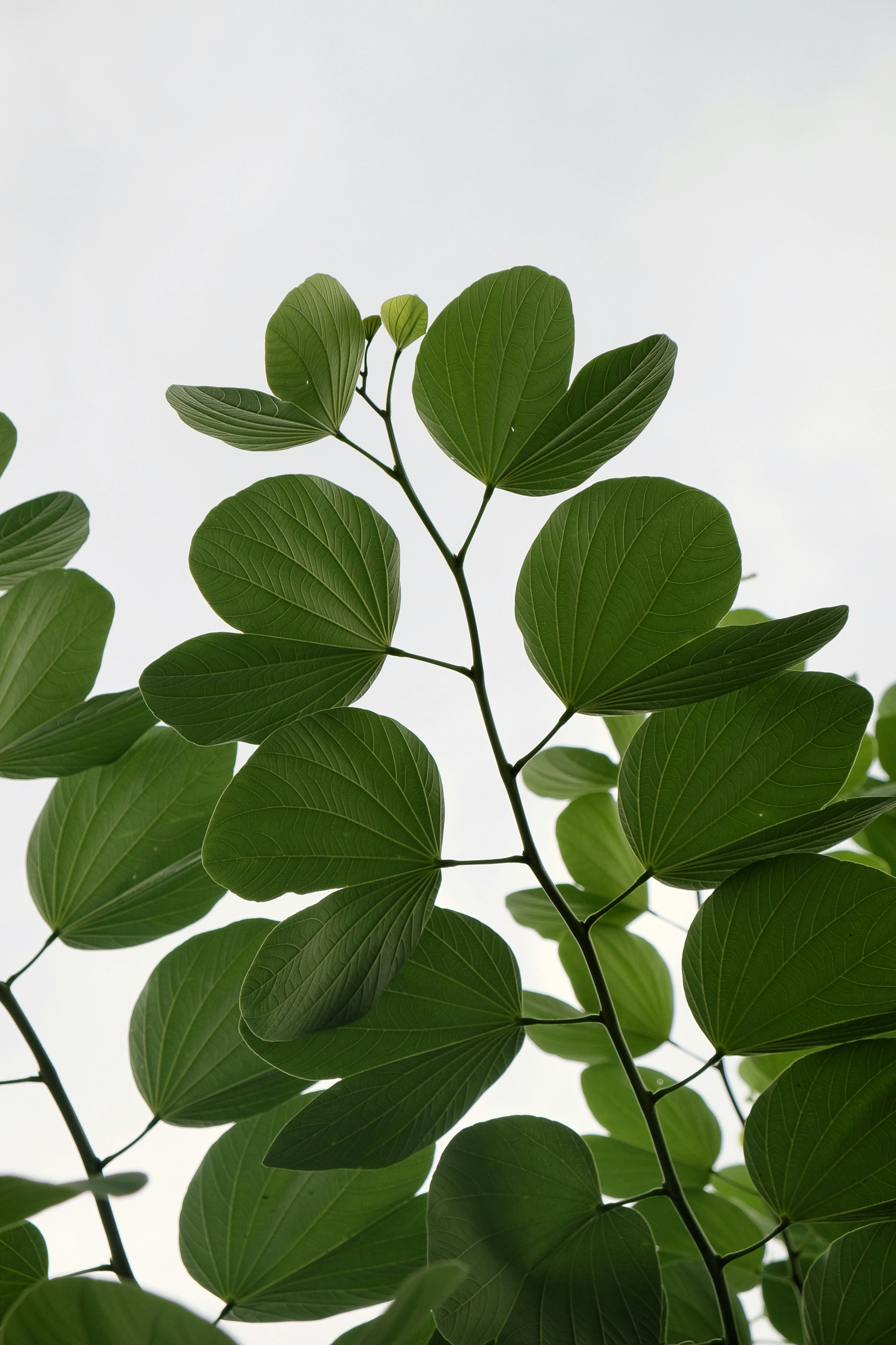 Lush green leaves stretching towards the sky, showcasing their vibrant shapes against a soft, overcast backdrop.
