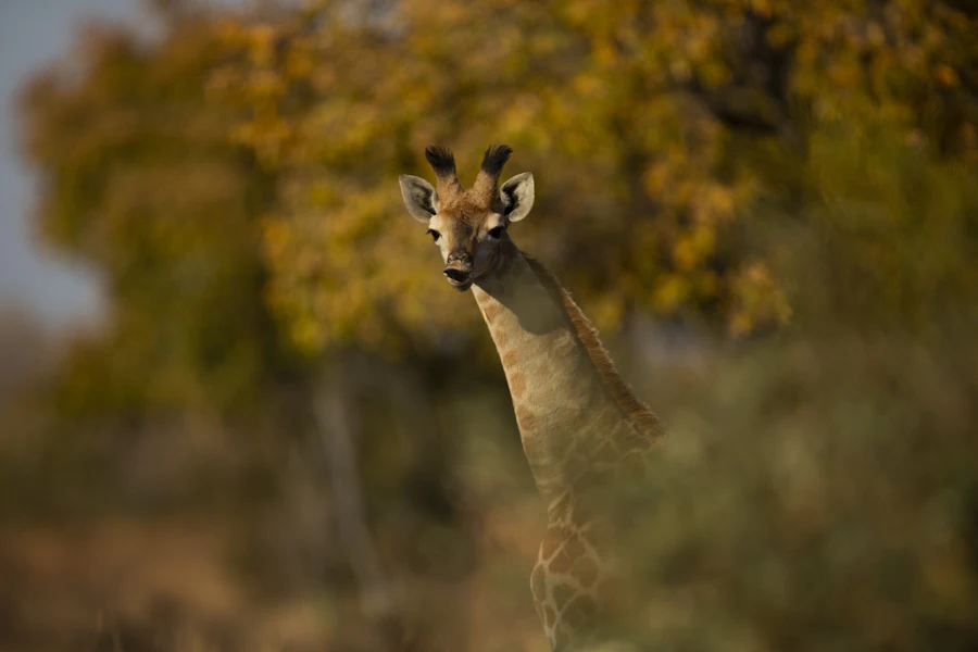 Young giraffe emerging from soft foreground grass, with its head and long neck framed against warm, blurred autumn foliage.