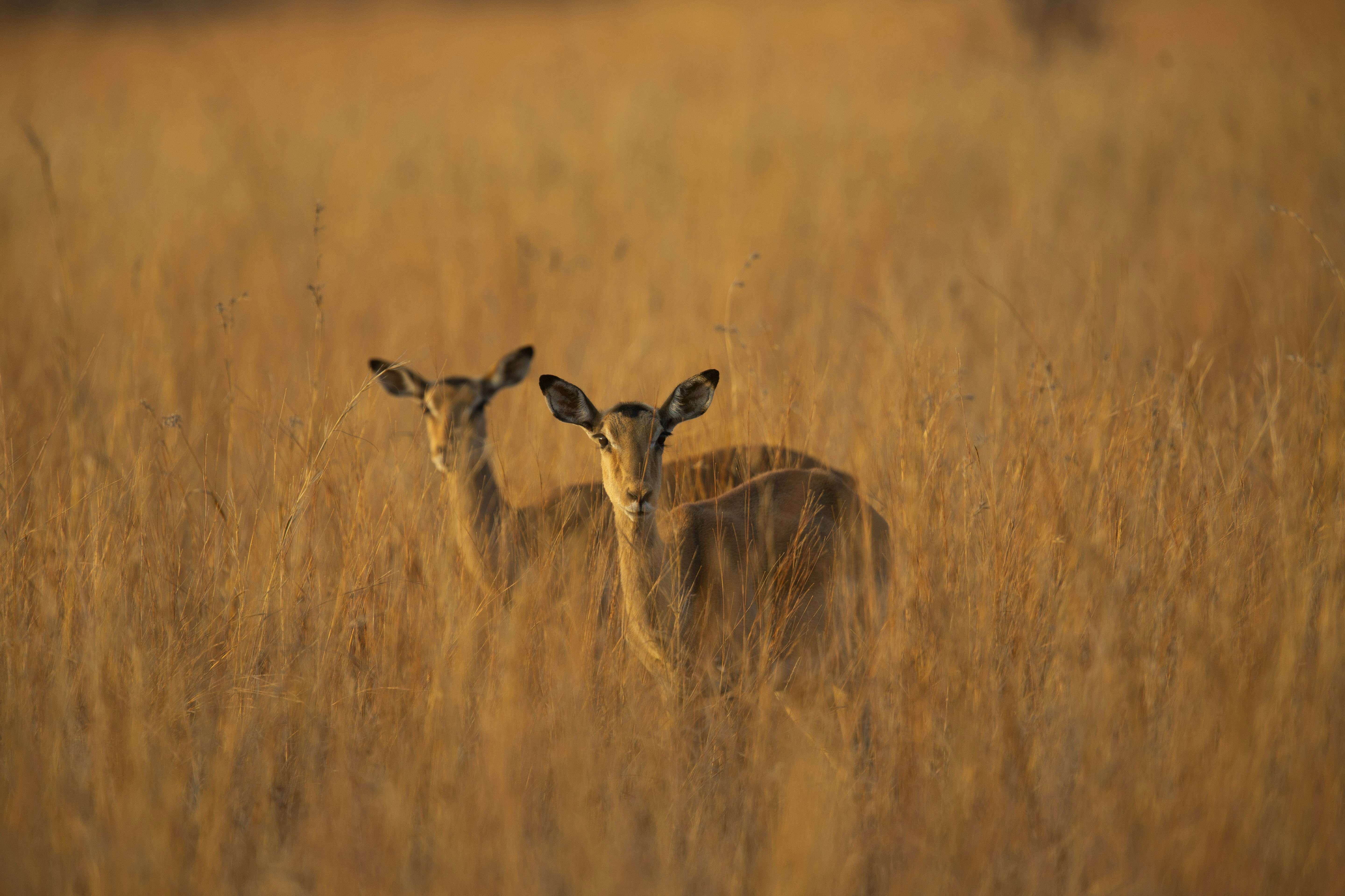 This captivating image captures two deer gracefully camouflaged within a sea of tall, golden grass. The warm, earthy tones and soft lighting create a serene and harmonious atmosphere, emphasizing the natural beauty of the scene. The deer's alert expressions and the rich texture of the grass make this composition visually striking, drawing the viewer into a tranquil moment in nature.