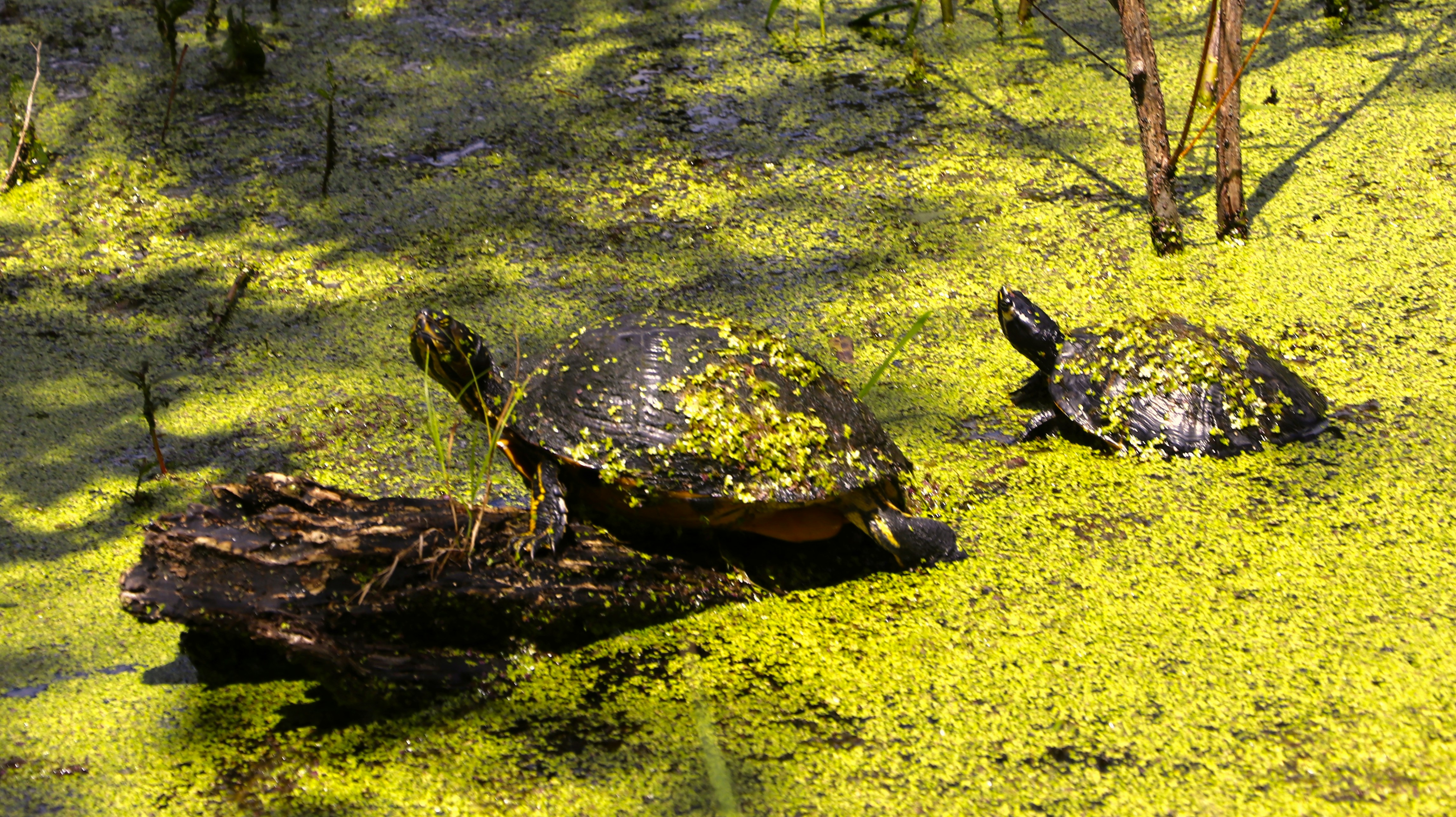 2 turtles enjoying the sun