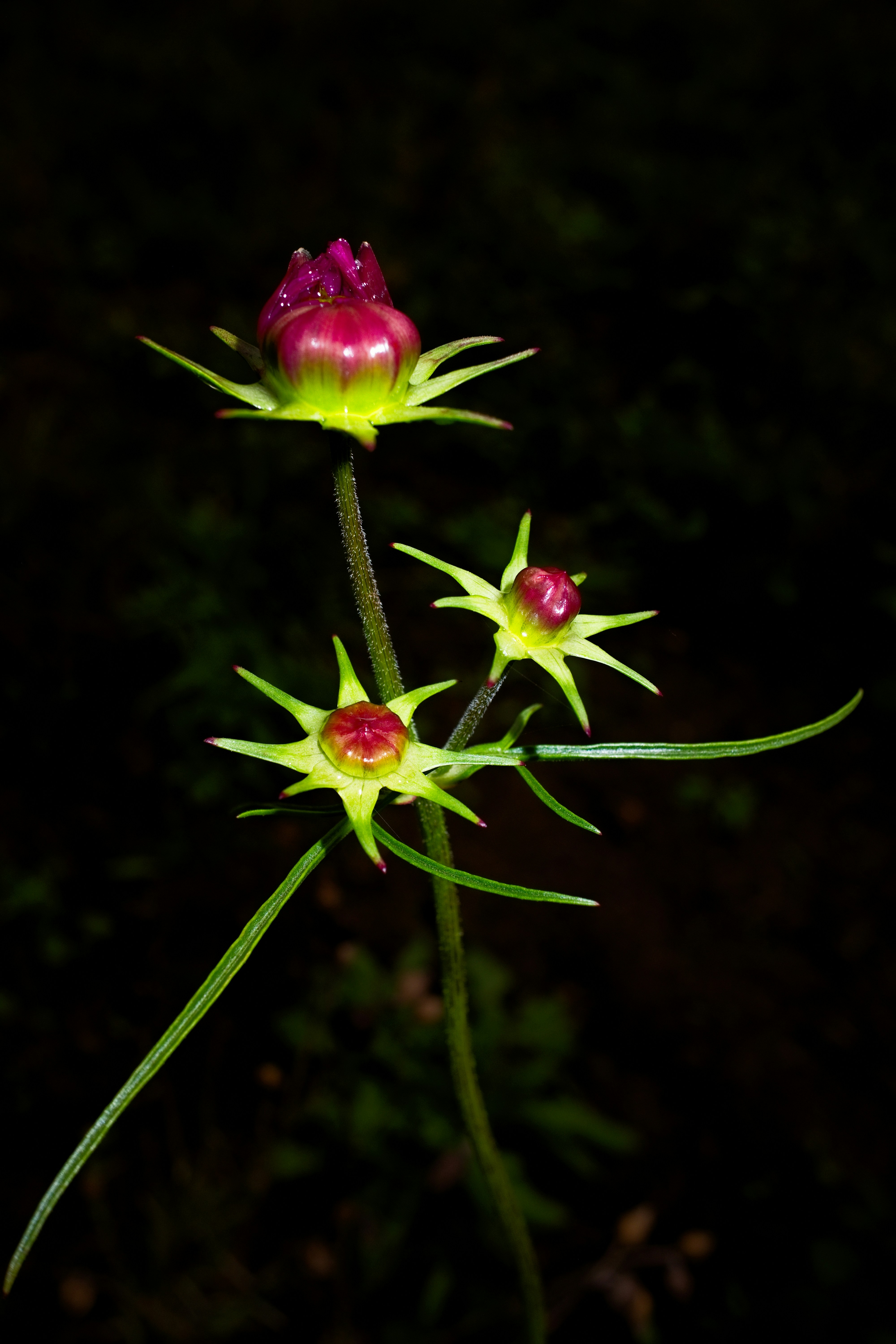 Crimson Buds on a Stilted Green Stem