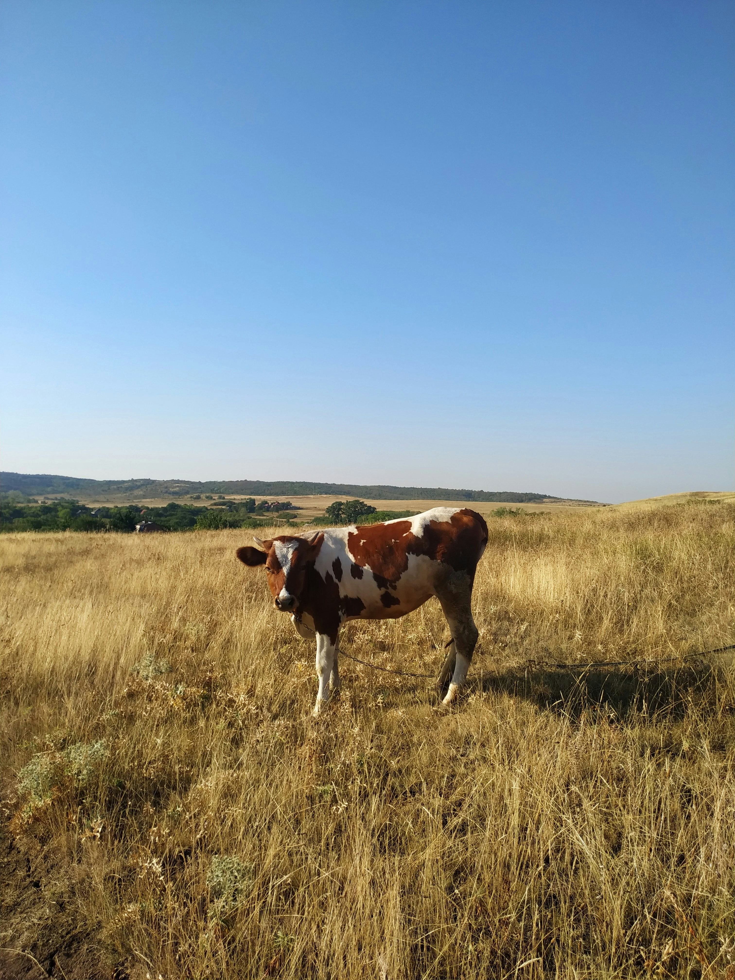 A lone brown-and-white cow stands in a sunlit, dry grass field beneath a clear blue sky. The wide, open landscape emphasizes rural calm and depth.