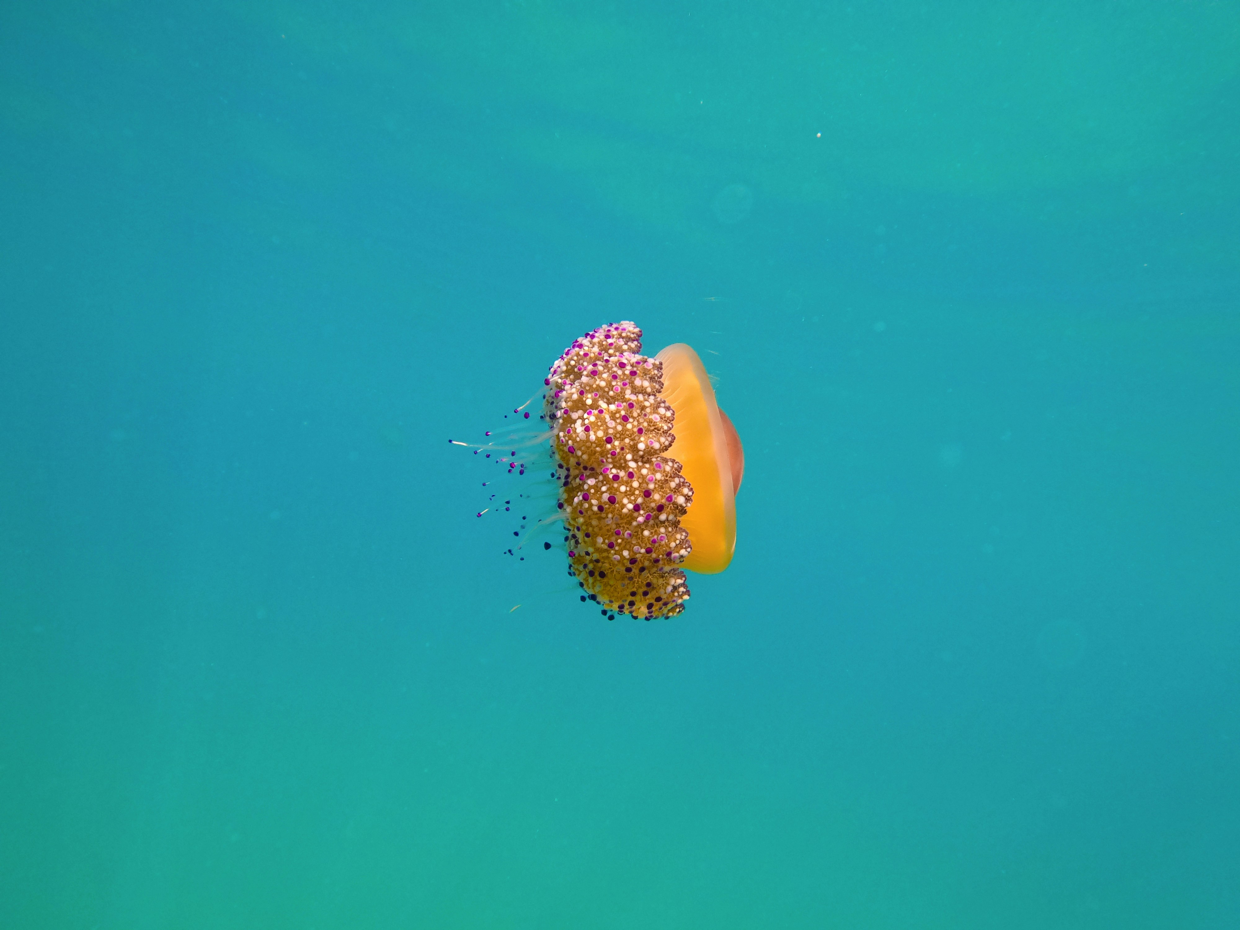 Vibrant jellyfish gracefully floating in clear blue waters, showcasing its intricate bell and tentacles.