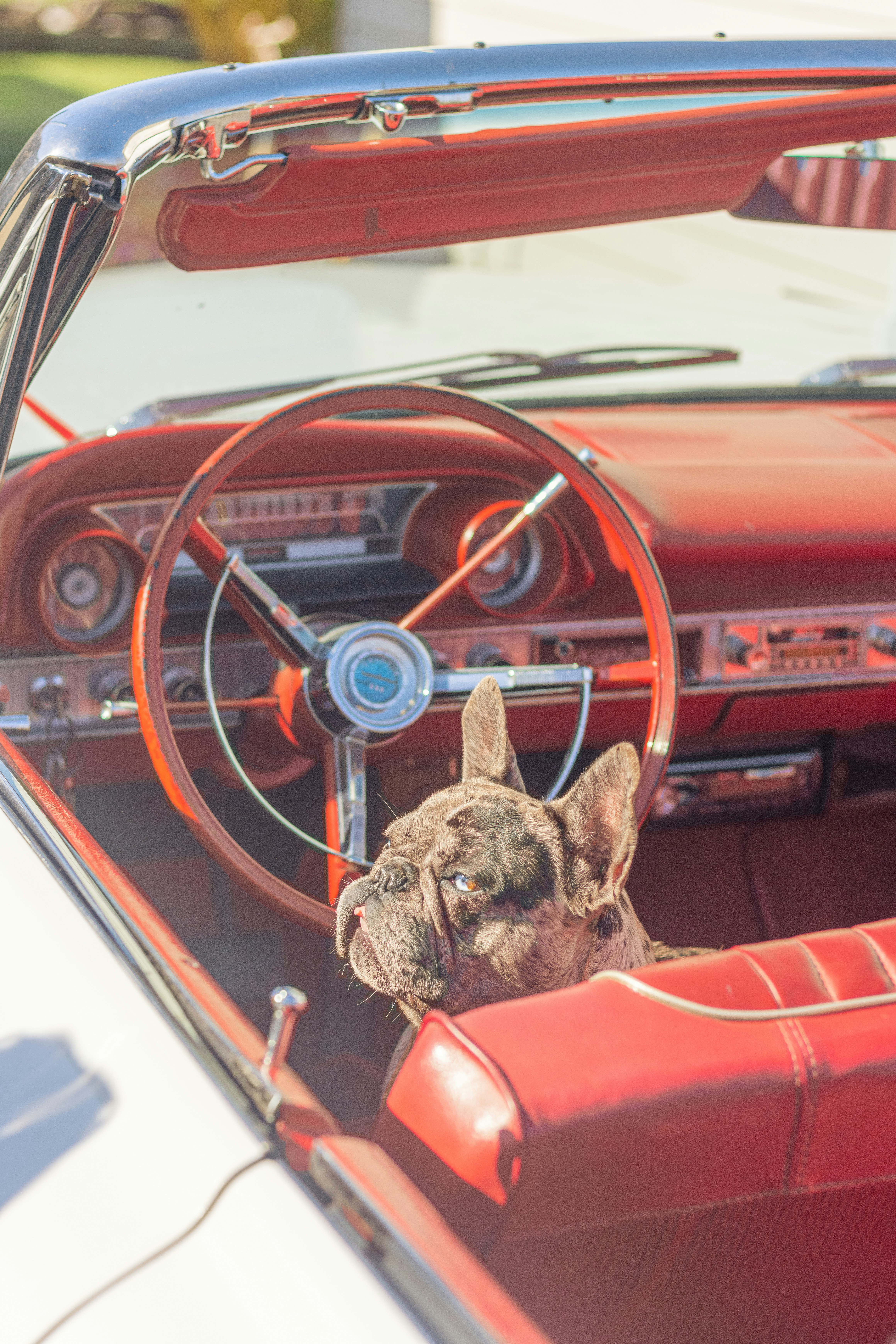 Bulldog at the Wheel: Crimson Classic Convertible